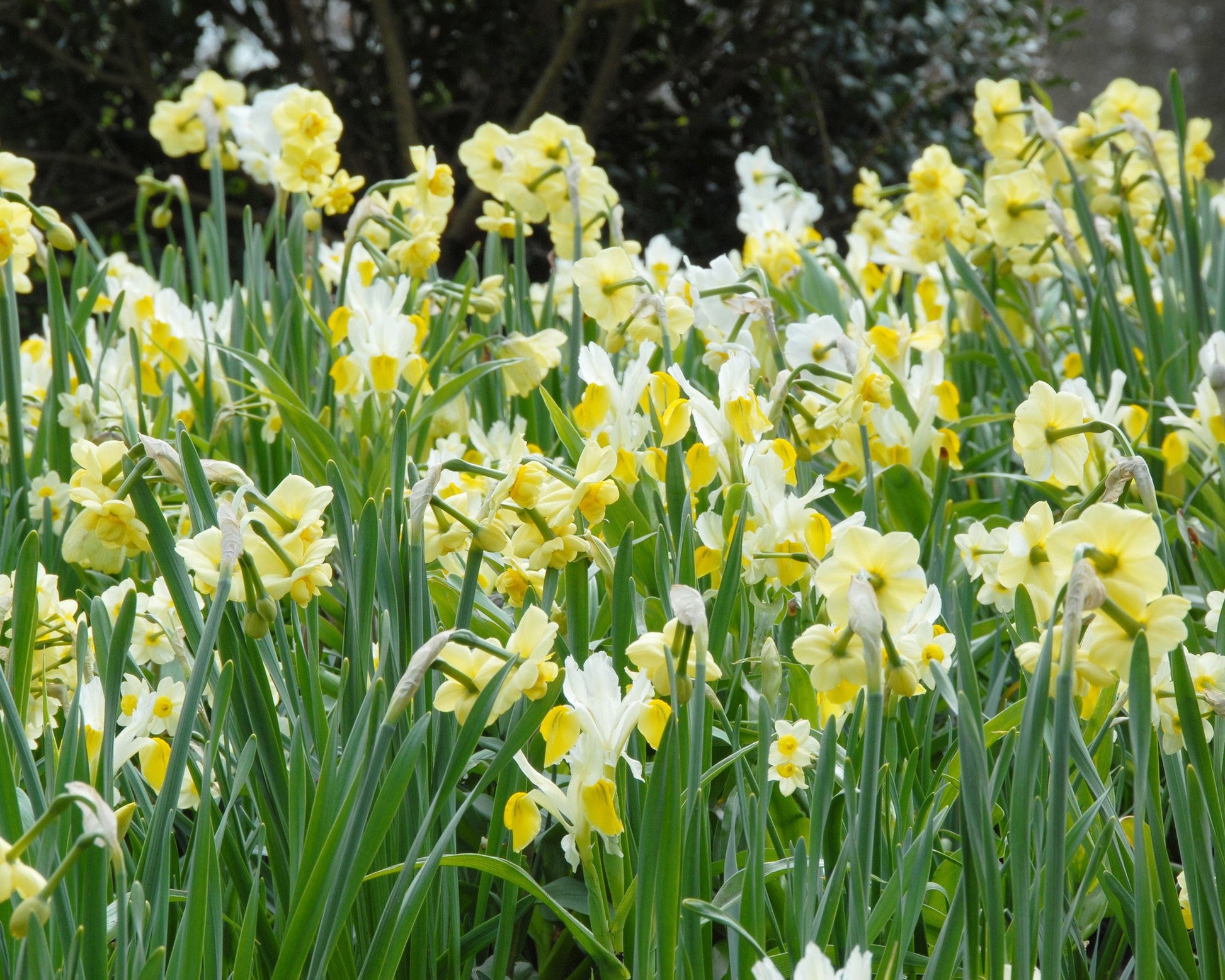 Narcissus 'Minnow' bulbs | Buy online at Farmer Gracy UK