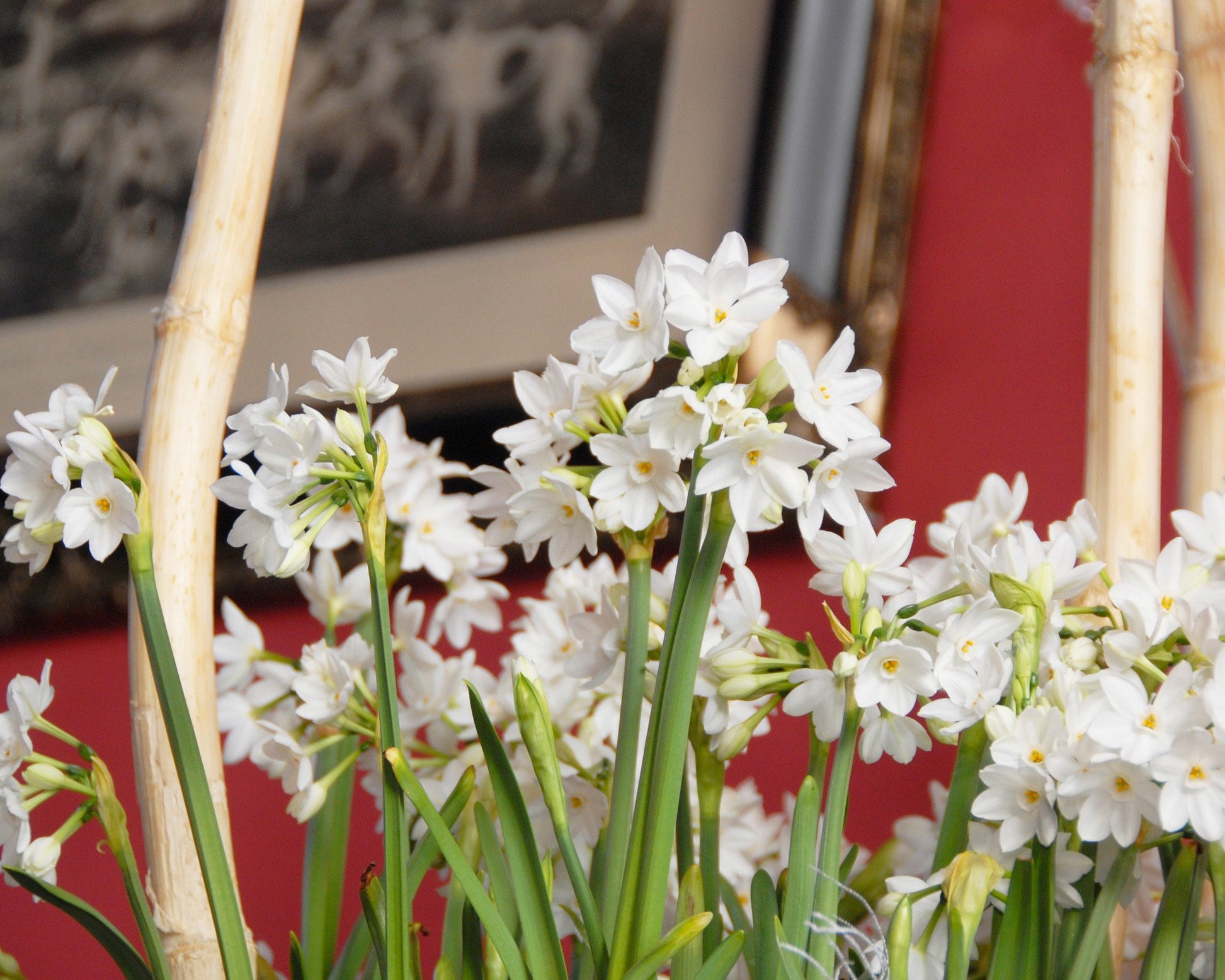 Narcissus tazetta 'Paperwhite' bulbs — Buy paperwhites online at Farmer ...