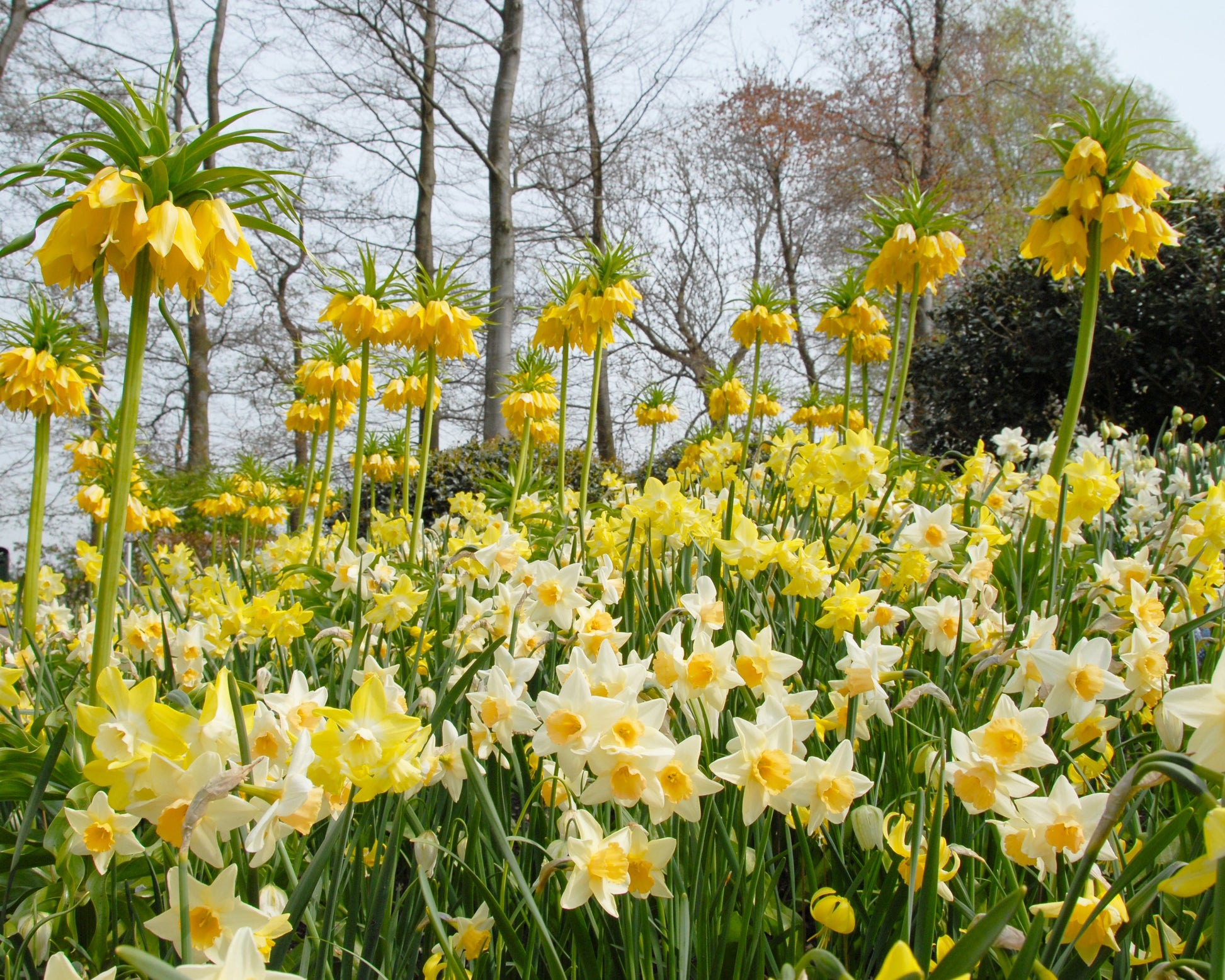 Narcissus 'Pipit' bulbs — Buy online at Farmer Gracy UK