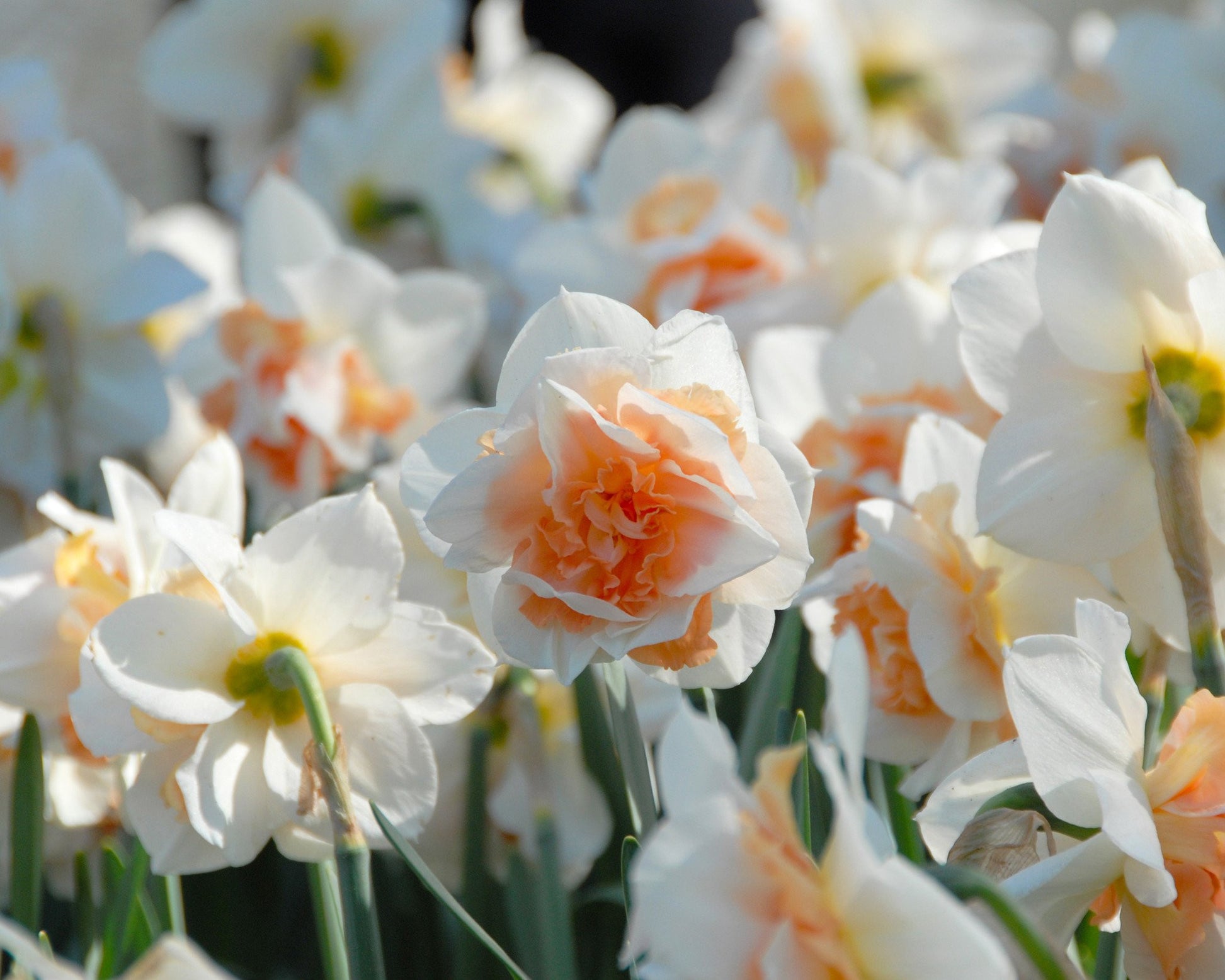 Narcissus 'Replete' bulbs | Buy online at Farmer Gracy UK
