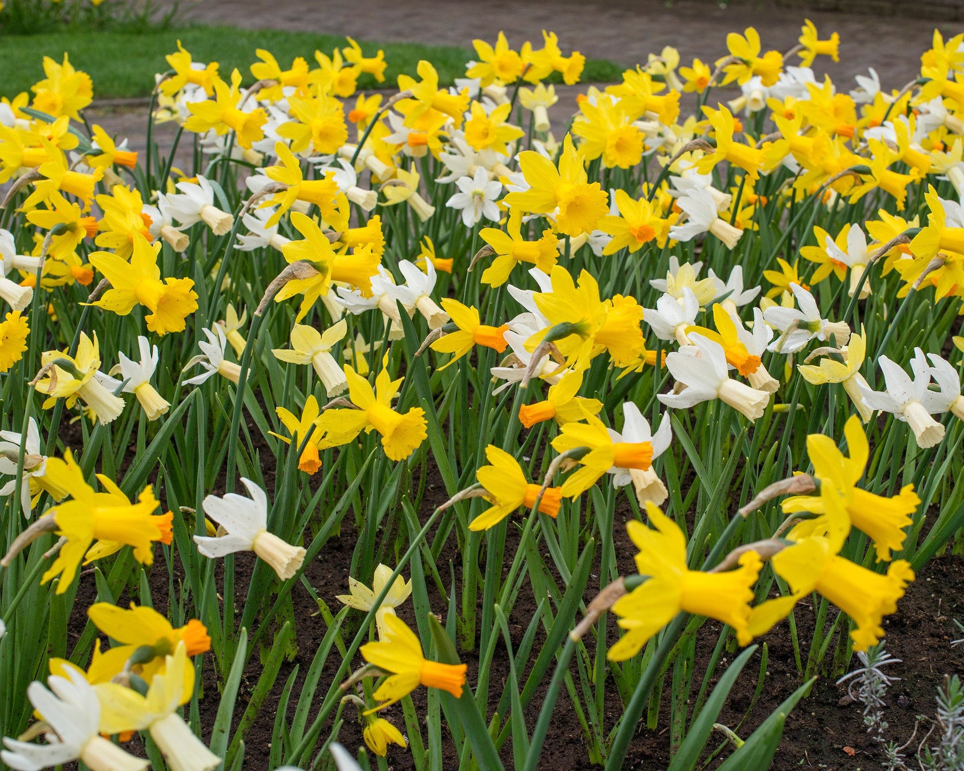 Narcissus 'Rockgarden Mix' bulbs — Buy mixed miniature daffodils online ...