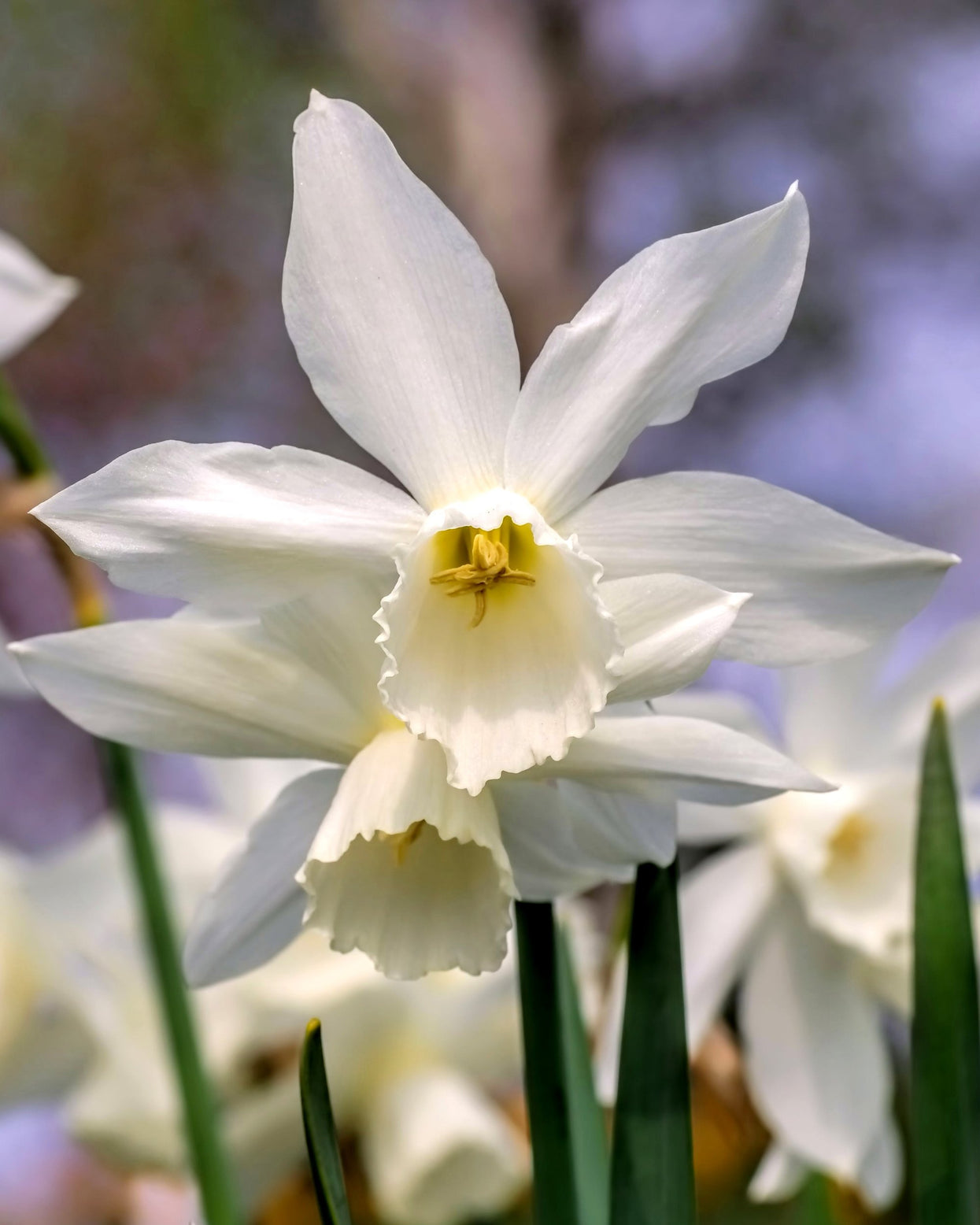 Narcissus 'Thalia' bulbs | Buy online at Farmer Gracy UK