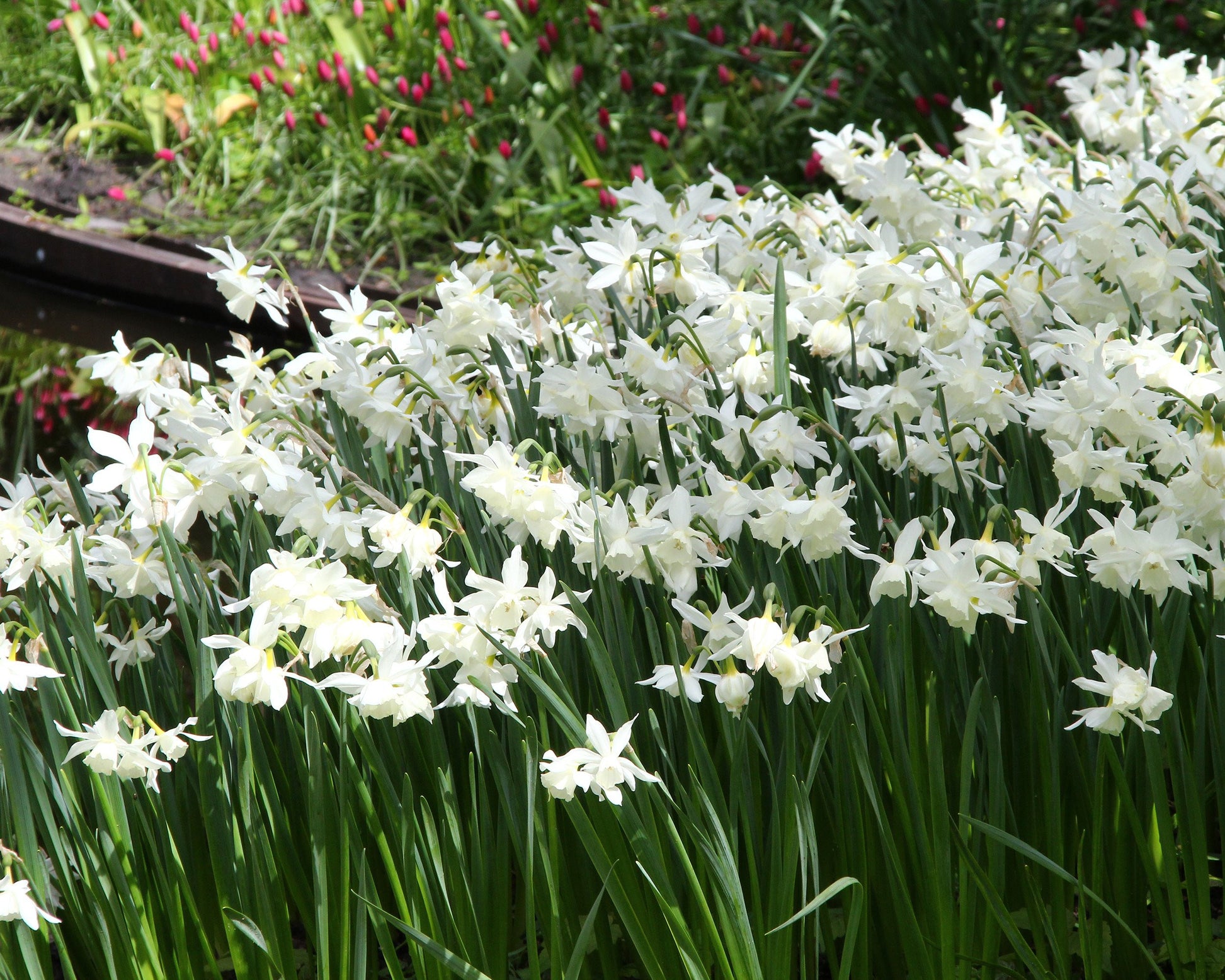 Narcissus 'Thalia' bulbs | Buy online at Farmer Gracy UK