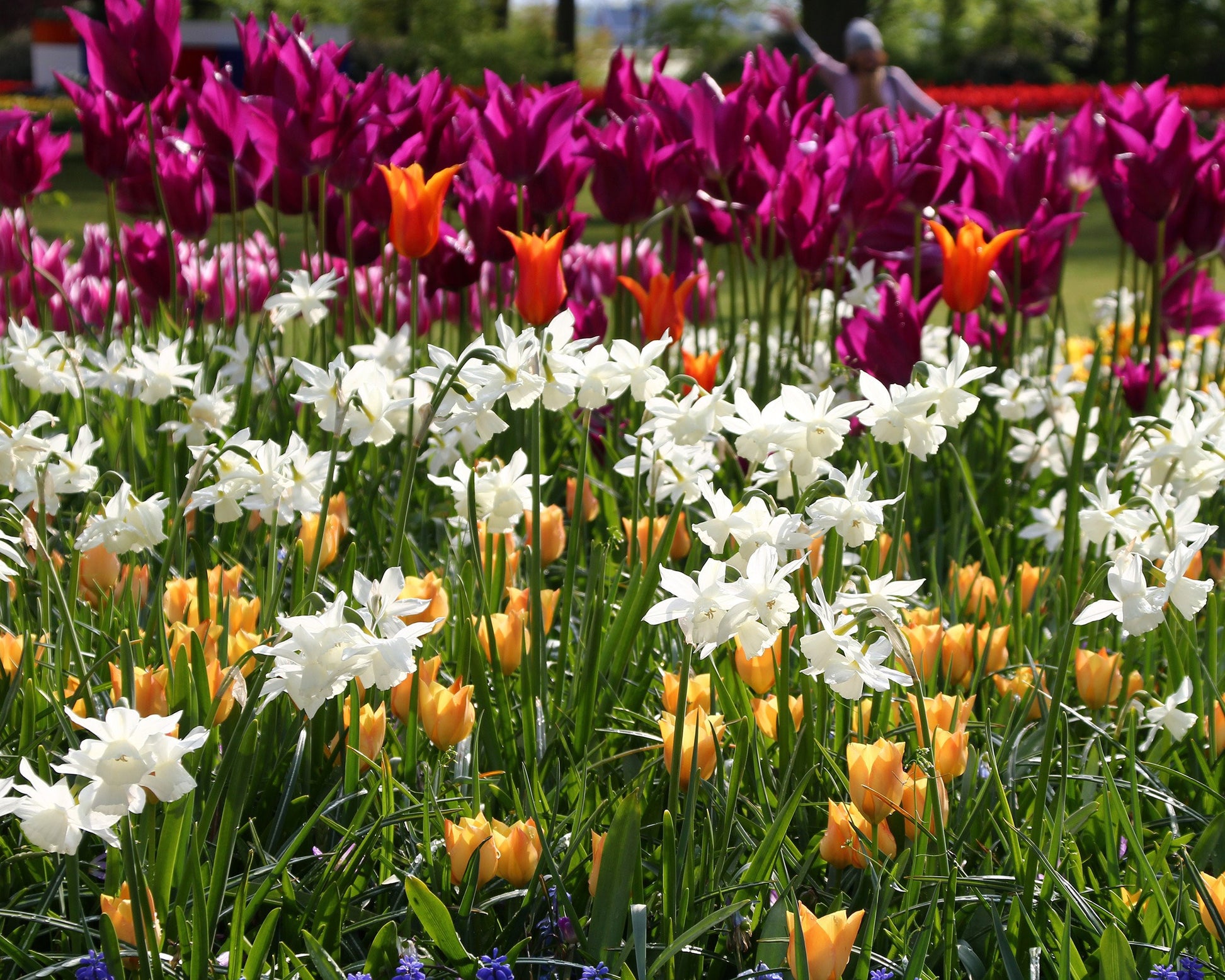 Narcissus 'Thalia' bulbs — Buy online at Farmer Gracy UK
