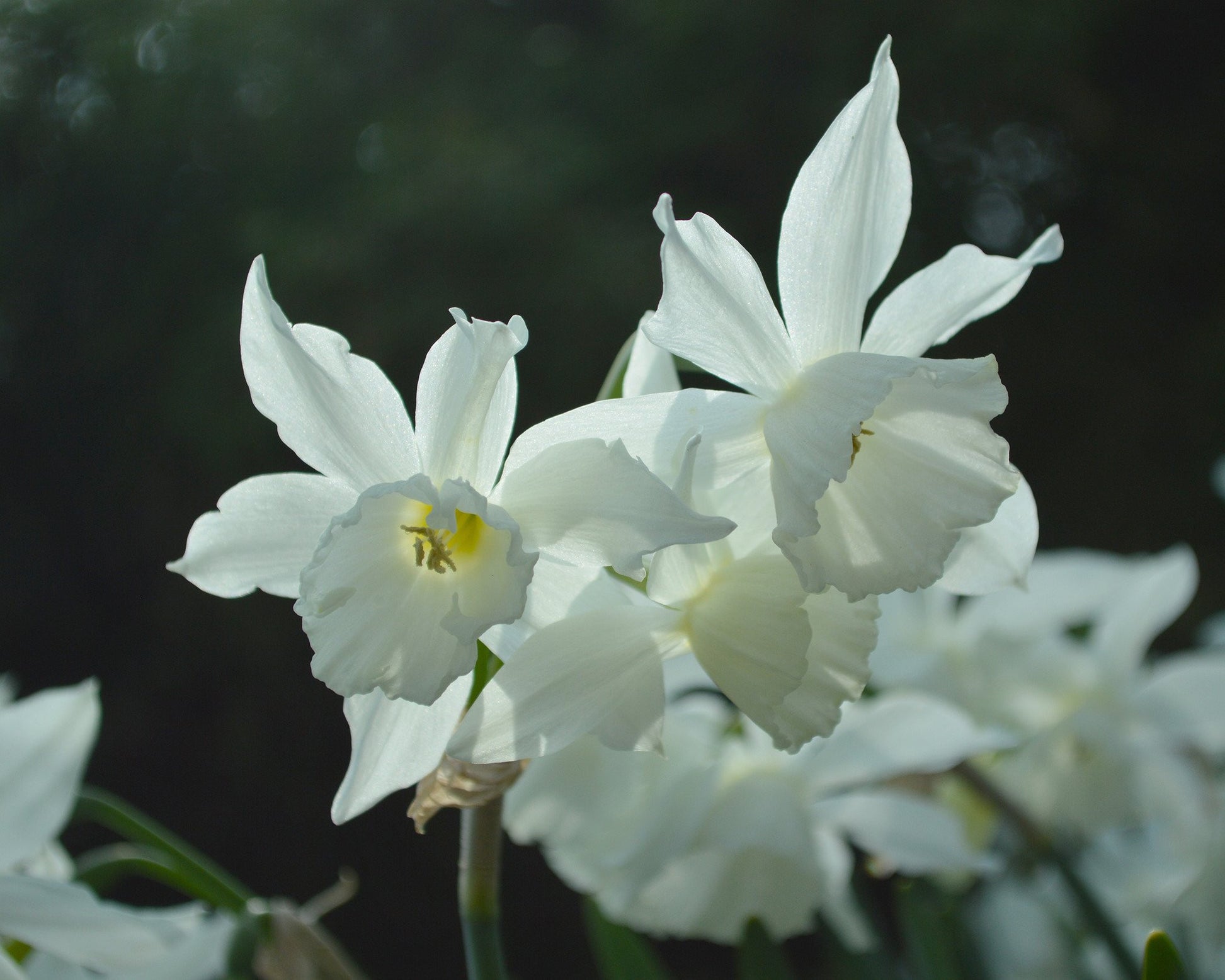 Narcissus 'Thalia' bulbs — Buy online at Farmer Gracy UK