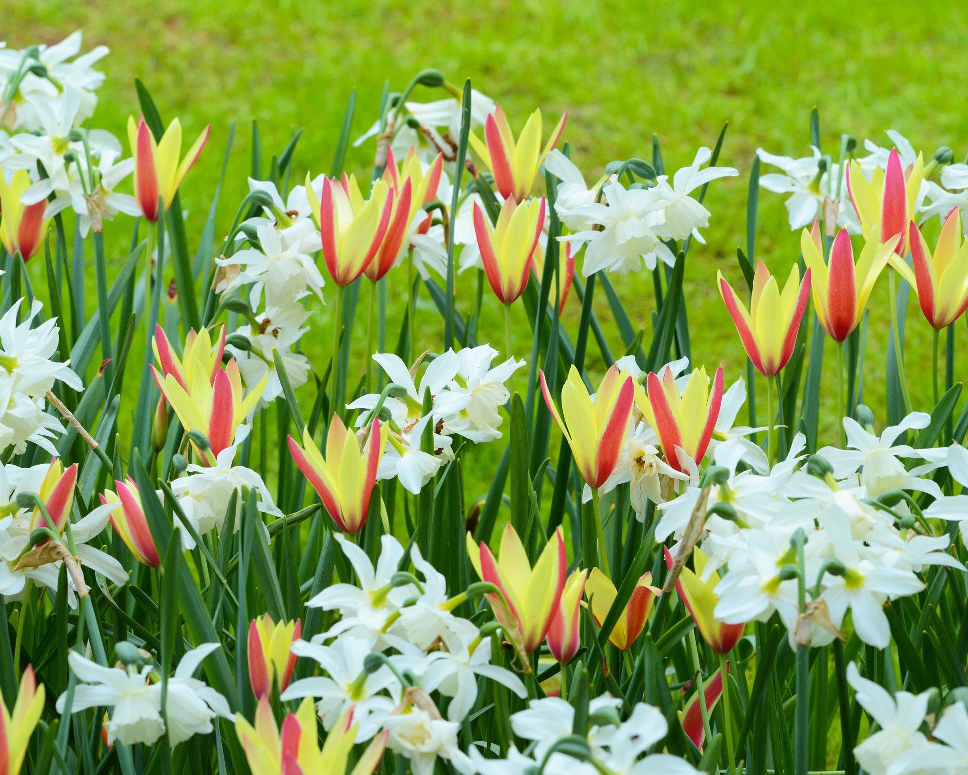 Narcissus 'Thalia' bulbs | Buy online at Farmer Gracy UK