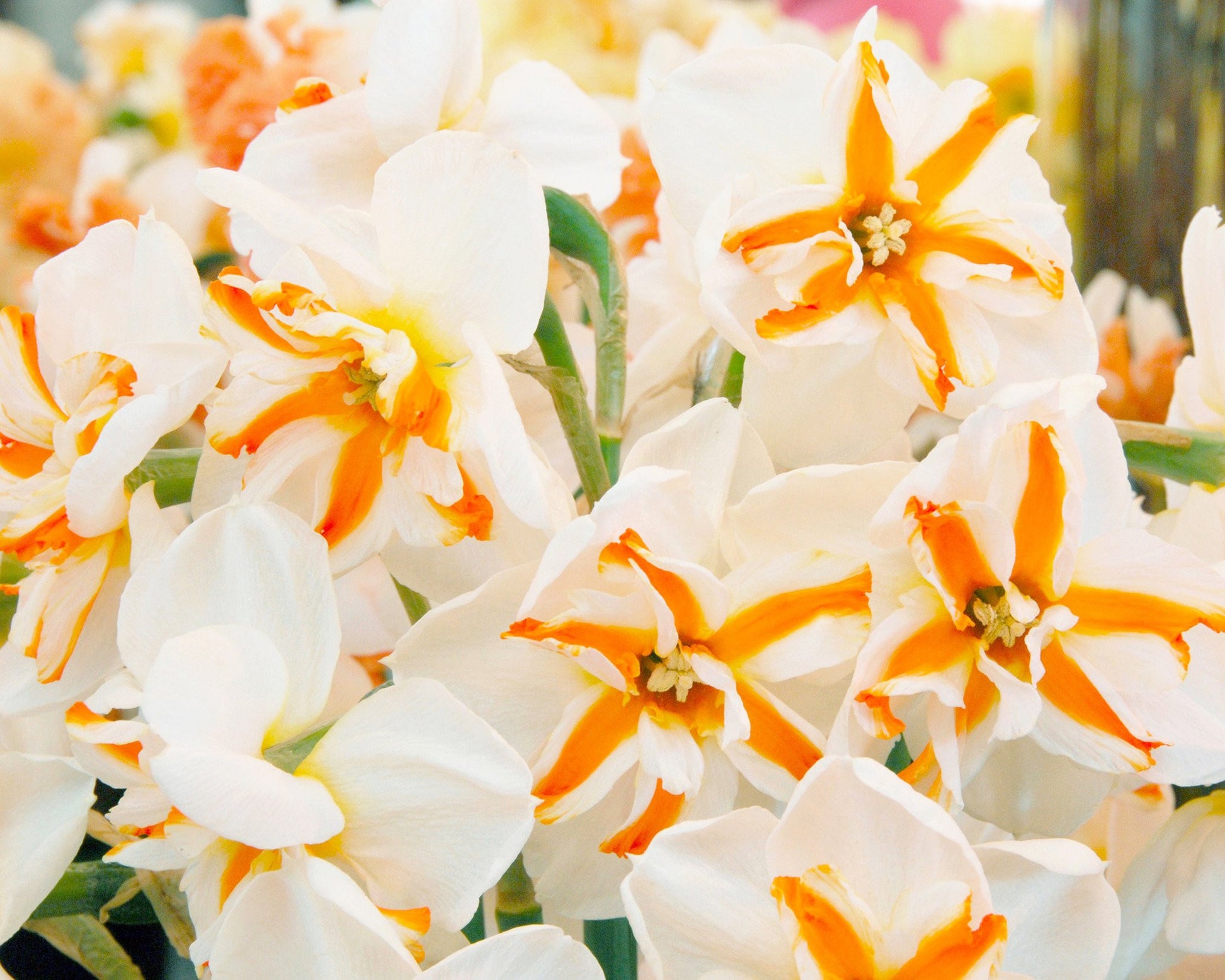 Narcissus 'Trepolo' bulbs — Buy online at Farmer Gracy UK