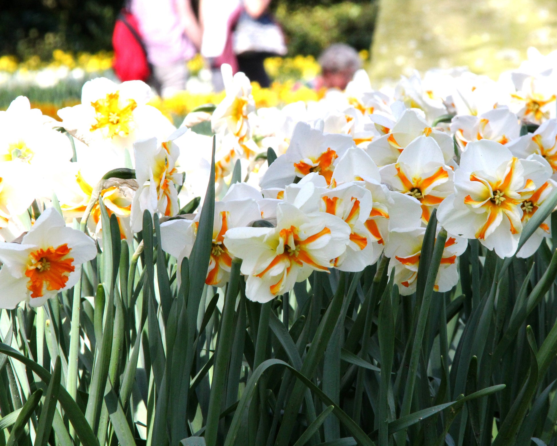 Narcissus 'Trepolo' bulbs — Buy online at Farmer Gracy UK