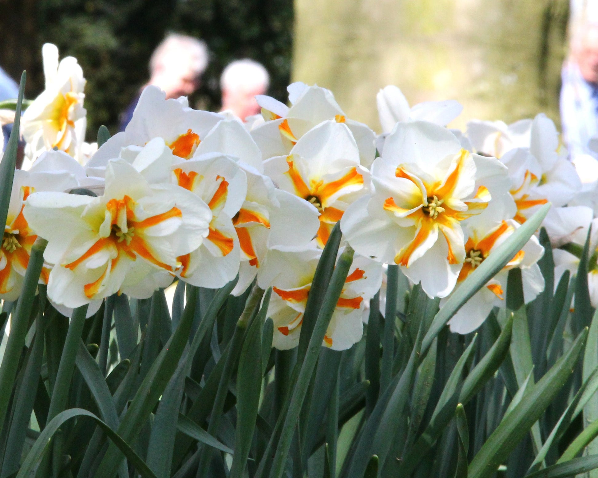 Narcissus 'Trepolo' bulbs — Buy online at Farmer Gracy UK