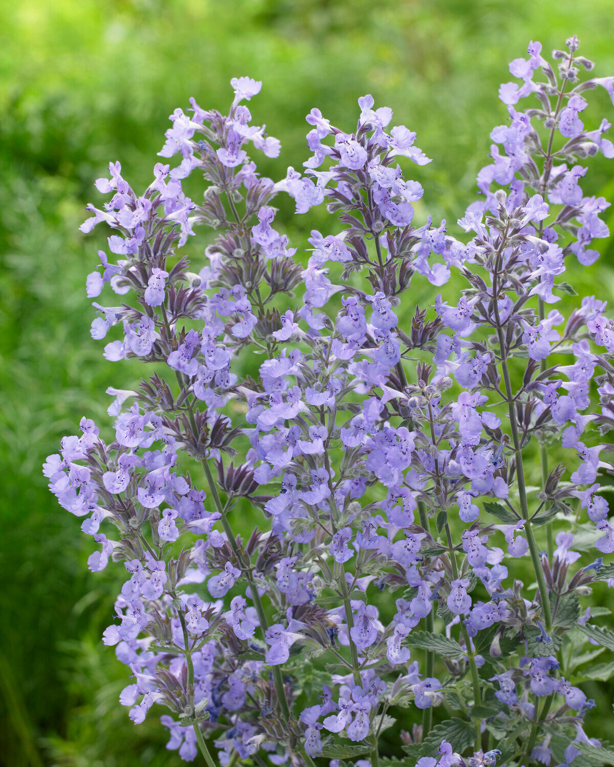 Nepeta × faassenii 'Junior Walker' bare roots | Buy garden catmint ...