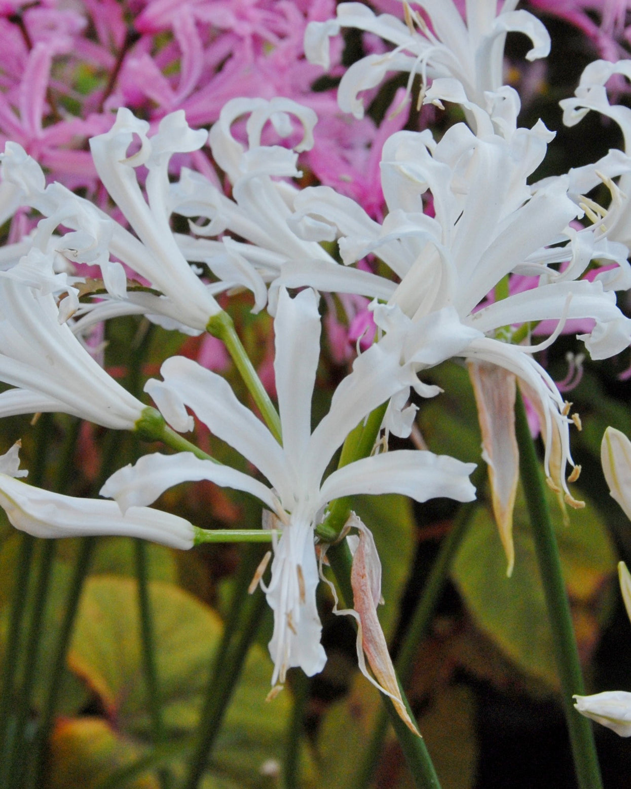 Nerine bowdenii 'Alba' bulbs — Buy white 'Guernsey Lilies' online at ...