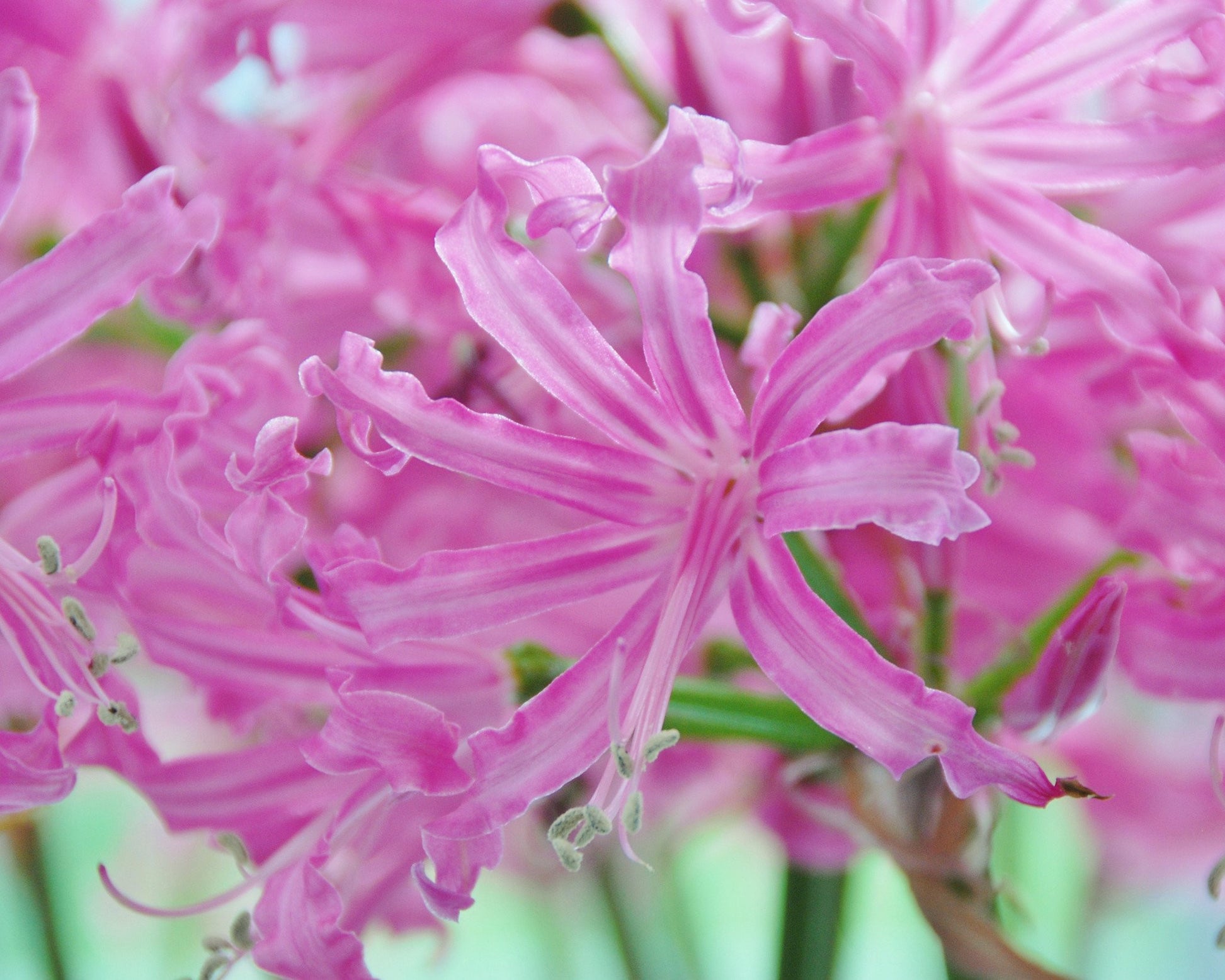 Nerine bowdenii Bulbs — Buy soft pink 'Guernsey Lilies' online at ...
