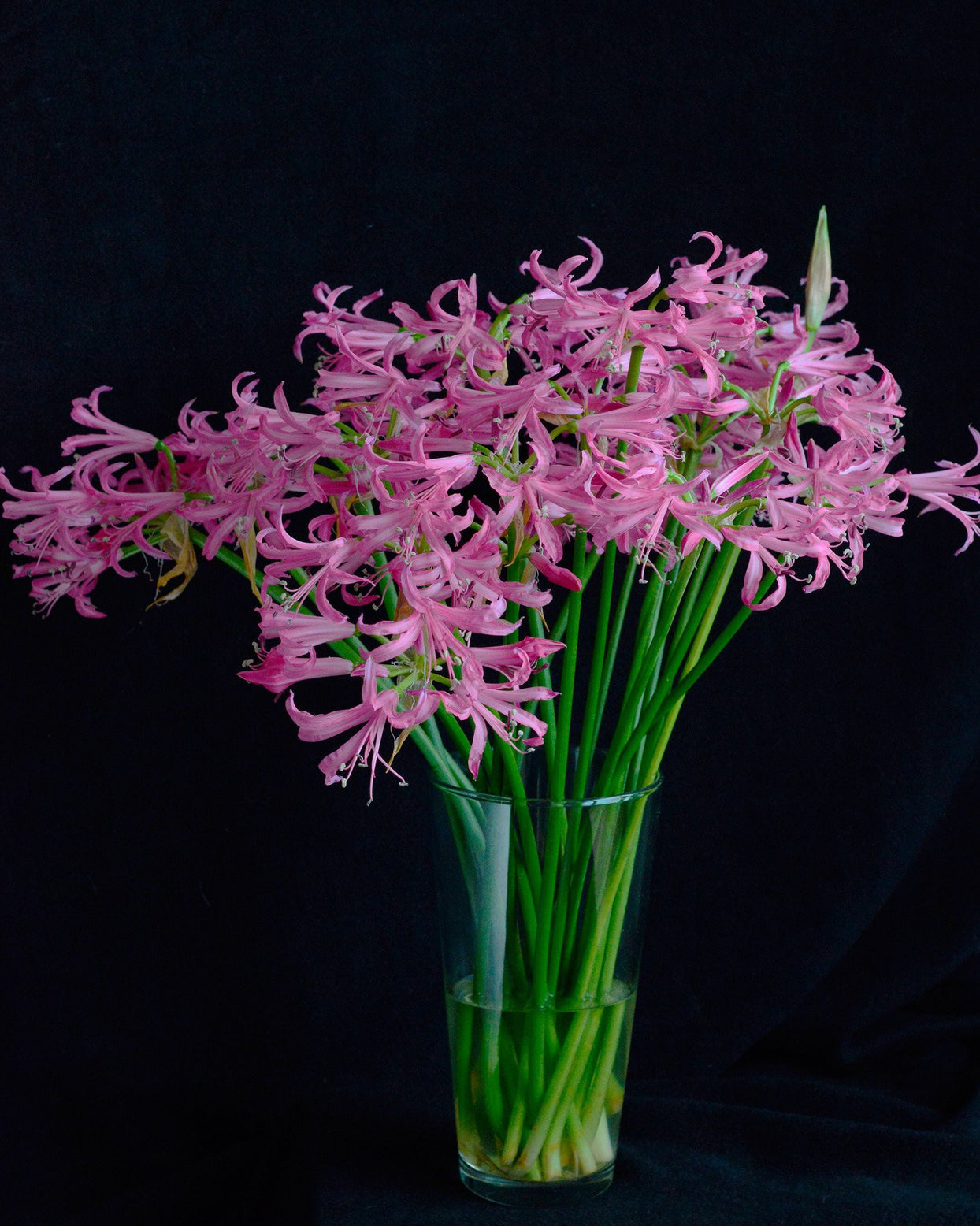 Nerine bowdenii Bulbs — Buy soft pink 'Guernsey Lilies' online at ...