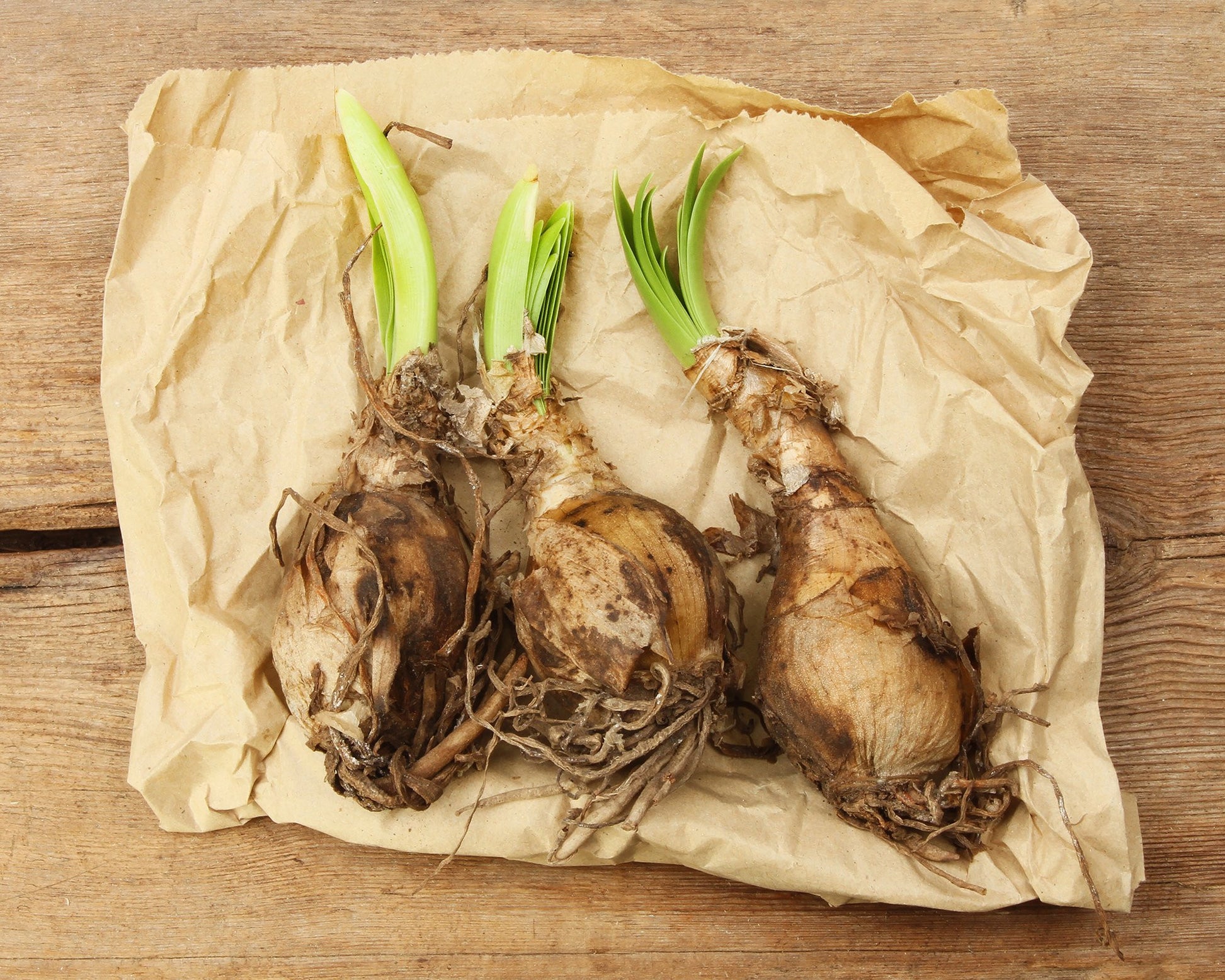 Nerine bowdenii 'Alba' bulbs — Buy white 'Guernsey Lilies' online at ...