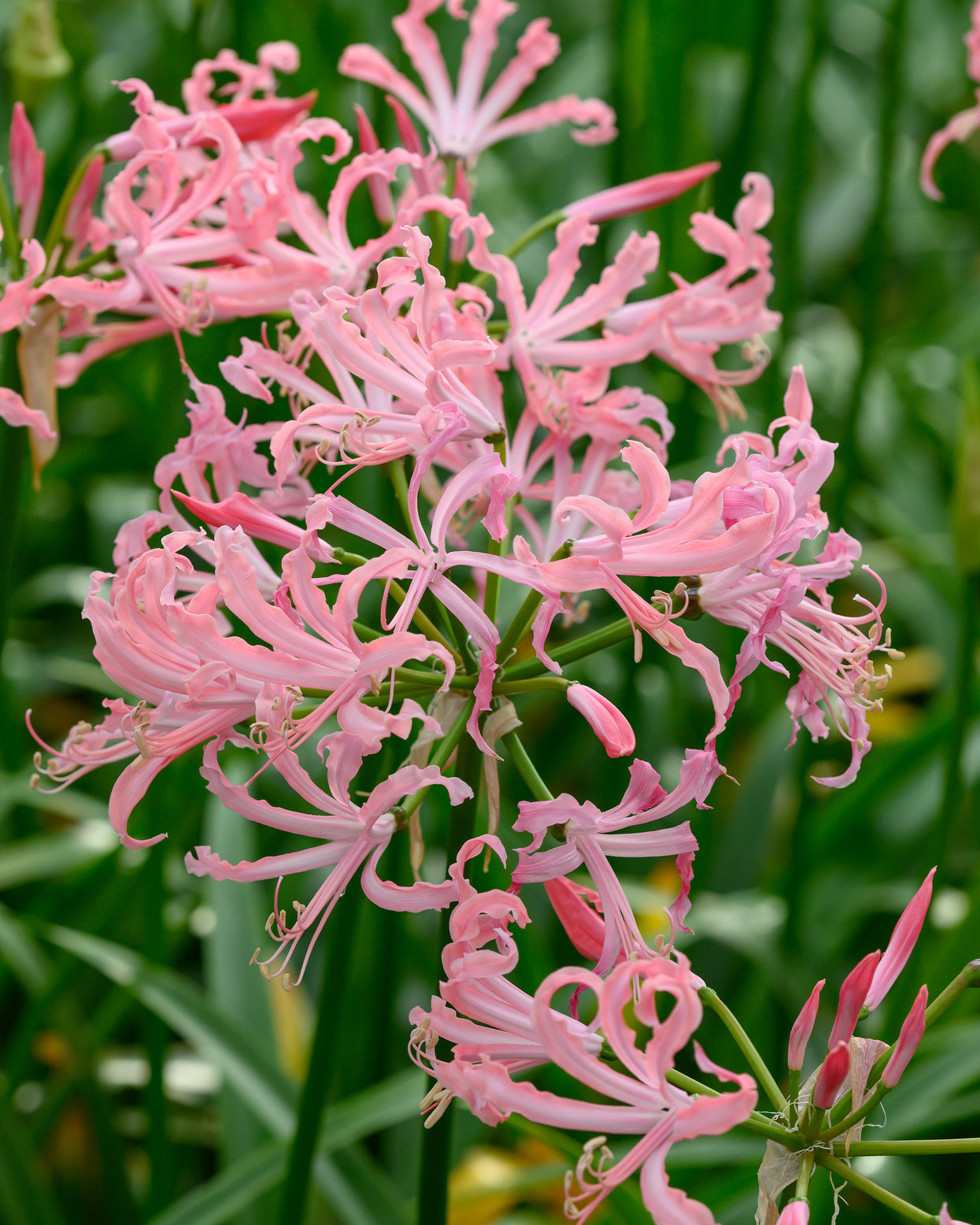 Nerine bowdenii 'Flügel' Bulbs — Buy salmon guernsey lilies online at ...