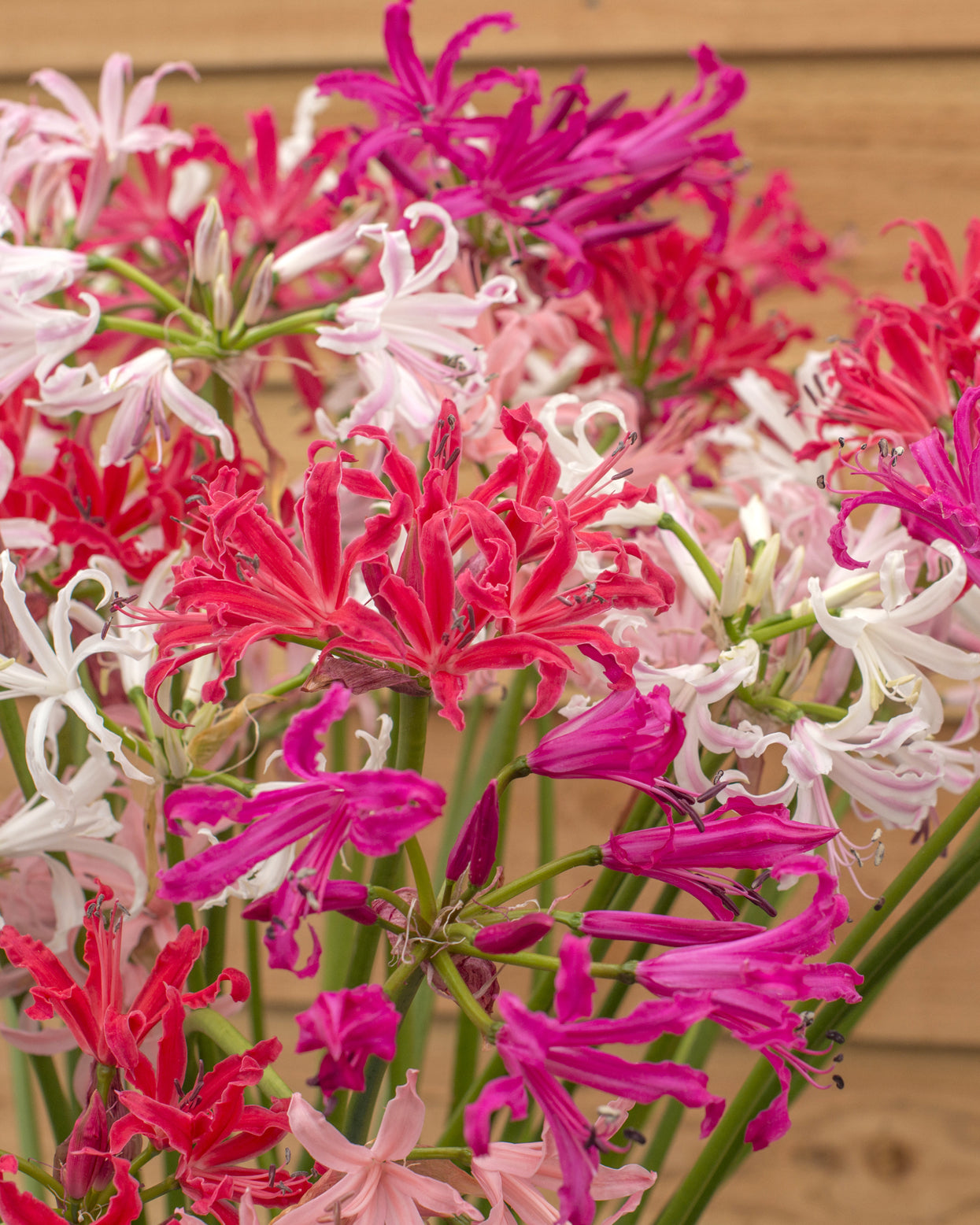 Nerine 'Select Breeders Mix' bulbs — Buy mixed 'Guernsey Lilies' online ...