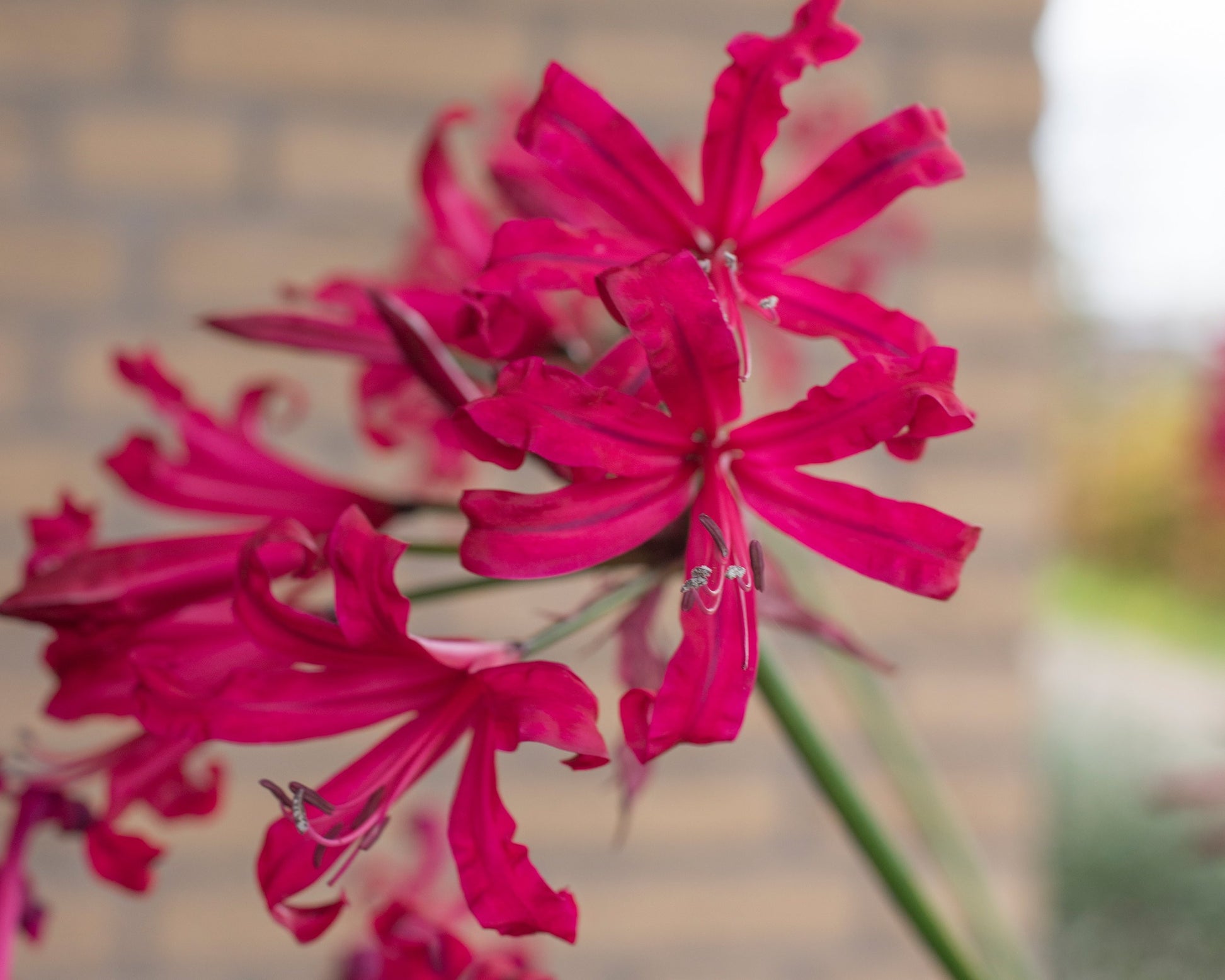 Nerine companion 'Mr John' — Buy magenta Guernsey lilies online at ...