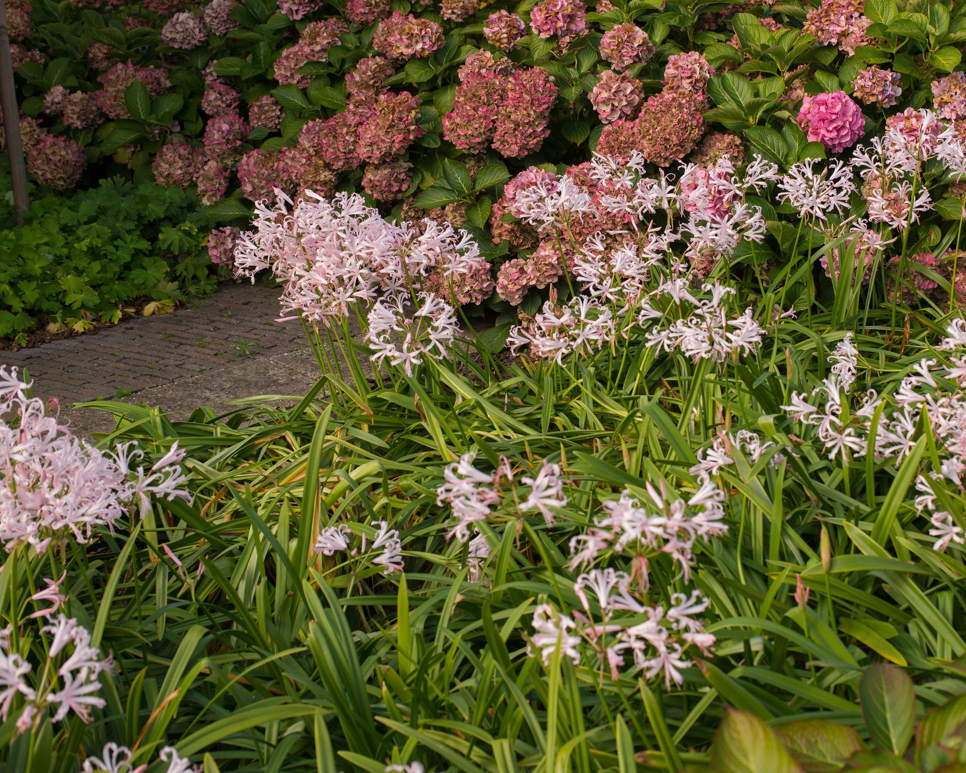 Nerine bowdenii 'Vesta' Bulbs — Buy soft pink 'Guernsey Lilies' online ...