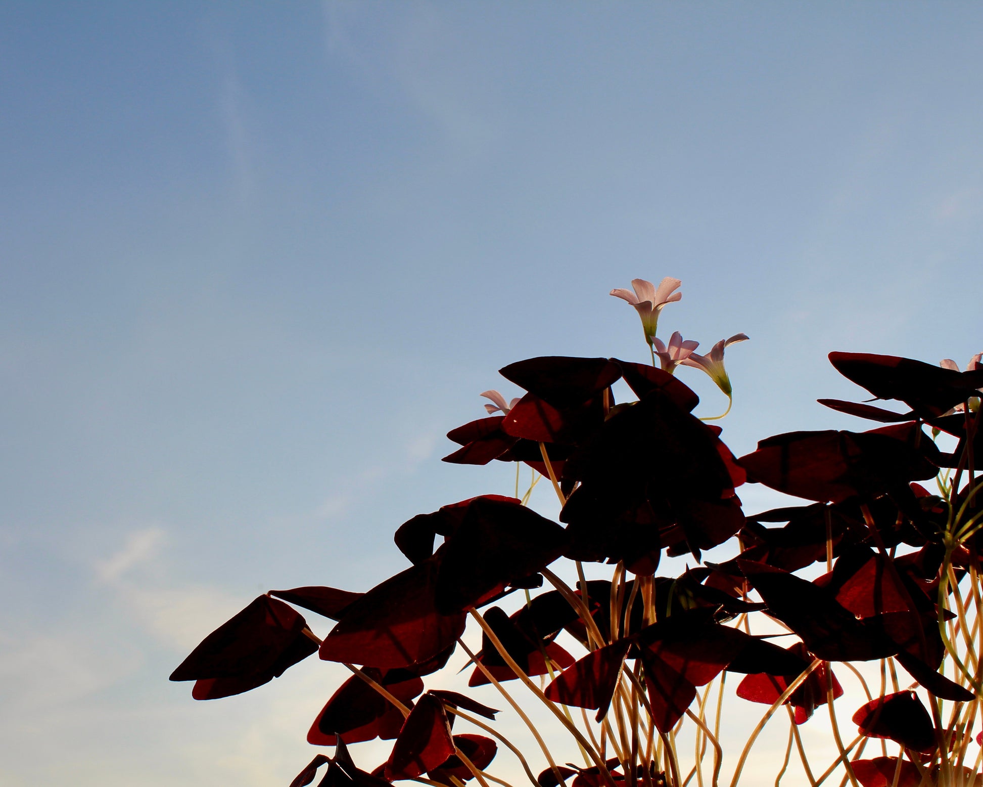 Oxalis triangularis Bulbs — Buy 'Purple Shamrock' online at Farmer Gracy UK