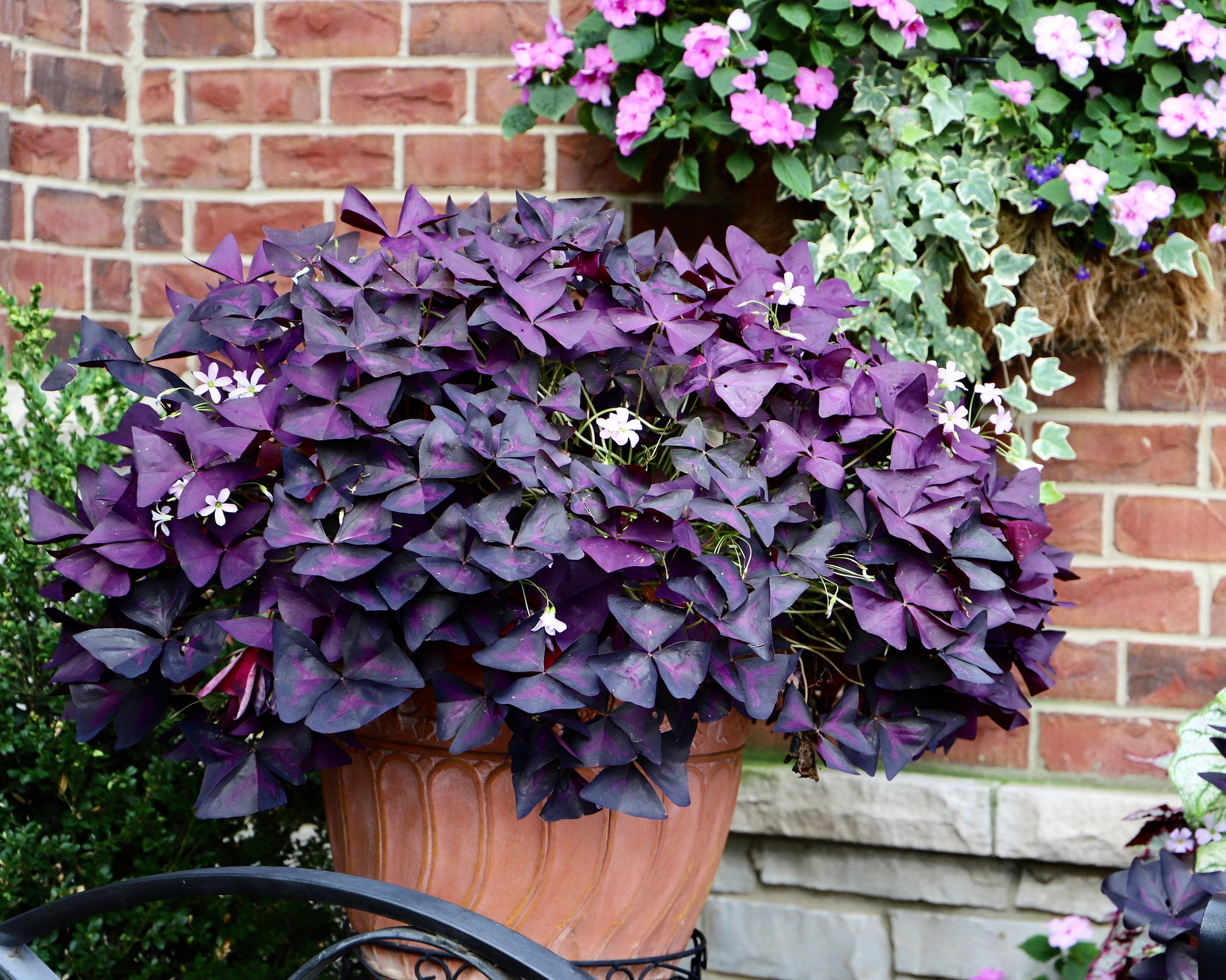 Oxalis triangularis Bulbs | Buy 'Purple Shamrock' online at Farmer Gracy UK