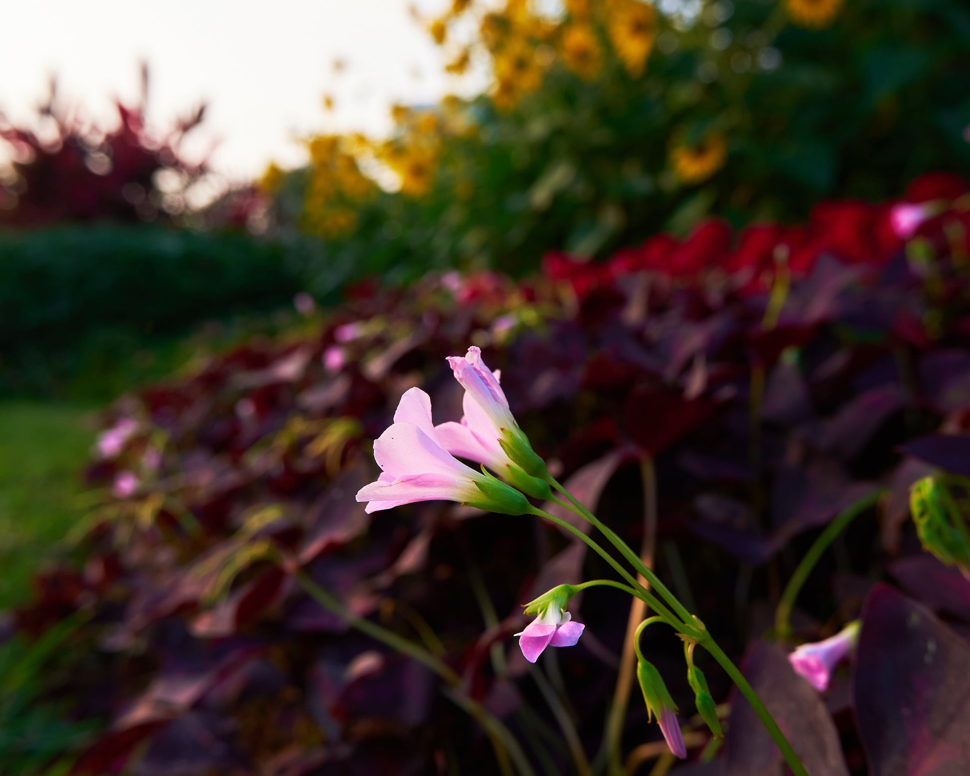 Oxalis triangularis Bulbs | Buy 'Purple Shamrock' online at Farmer Gracy UK