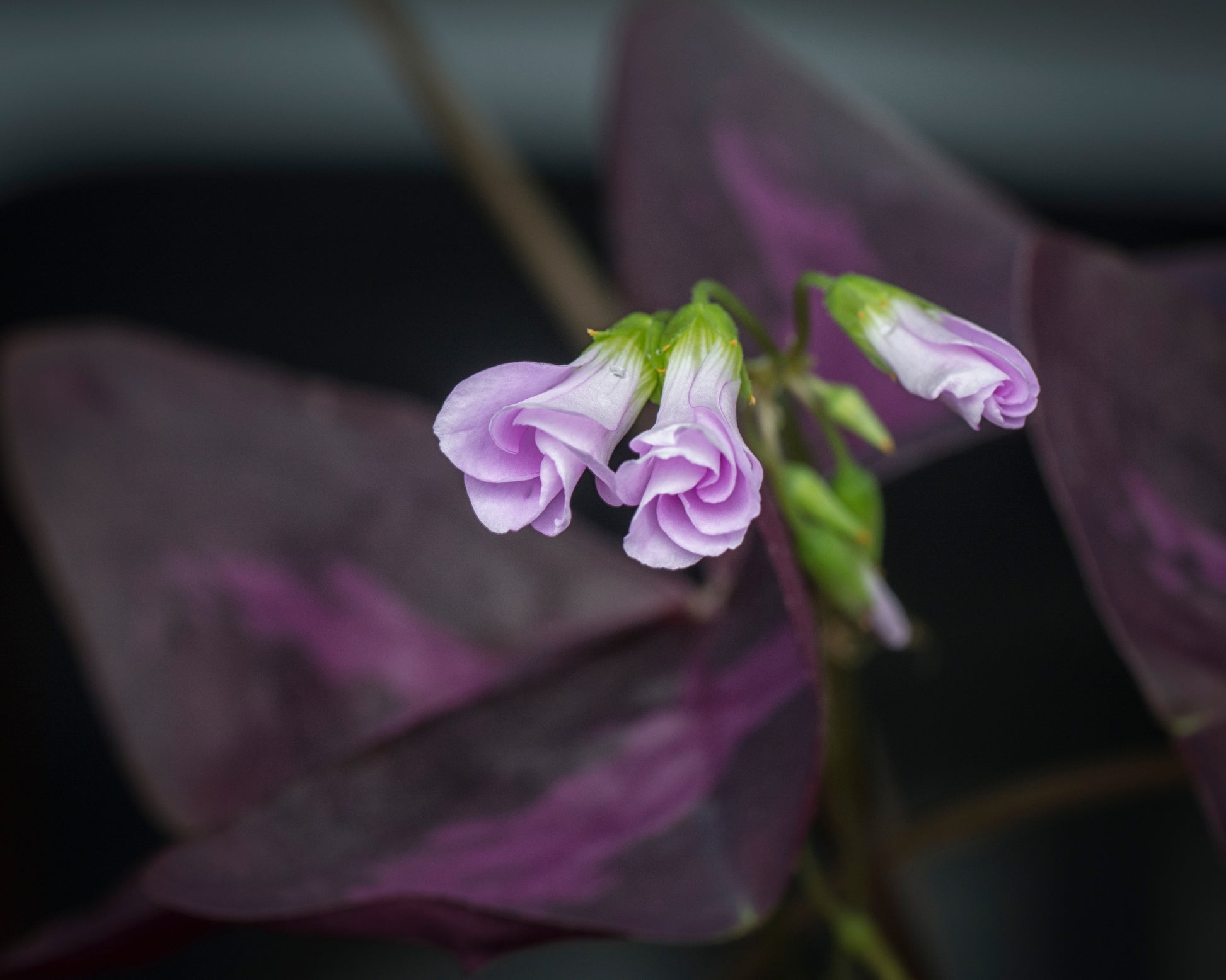 Oxalis triangularis Bulbs | Buy 'Purple Shamrock' online at Farmer Gracy UK