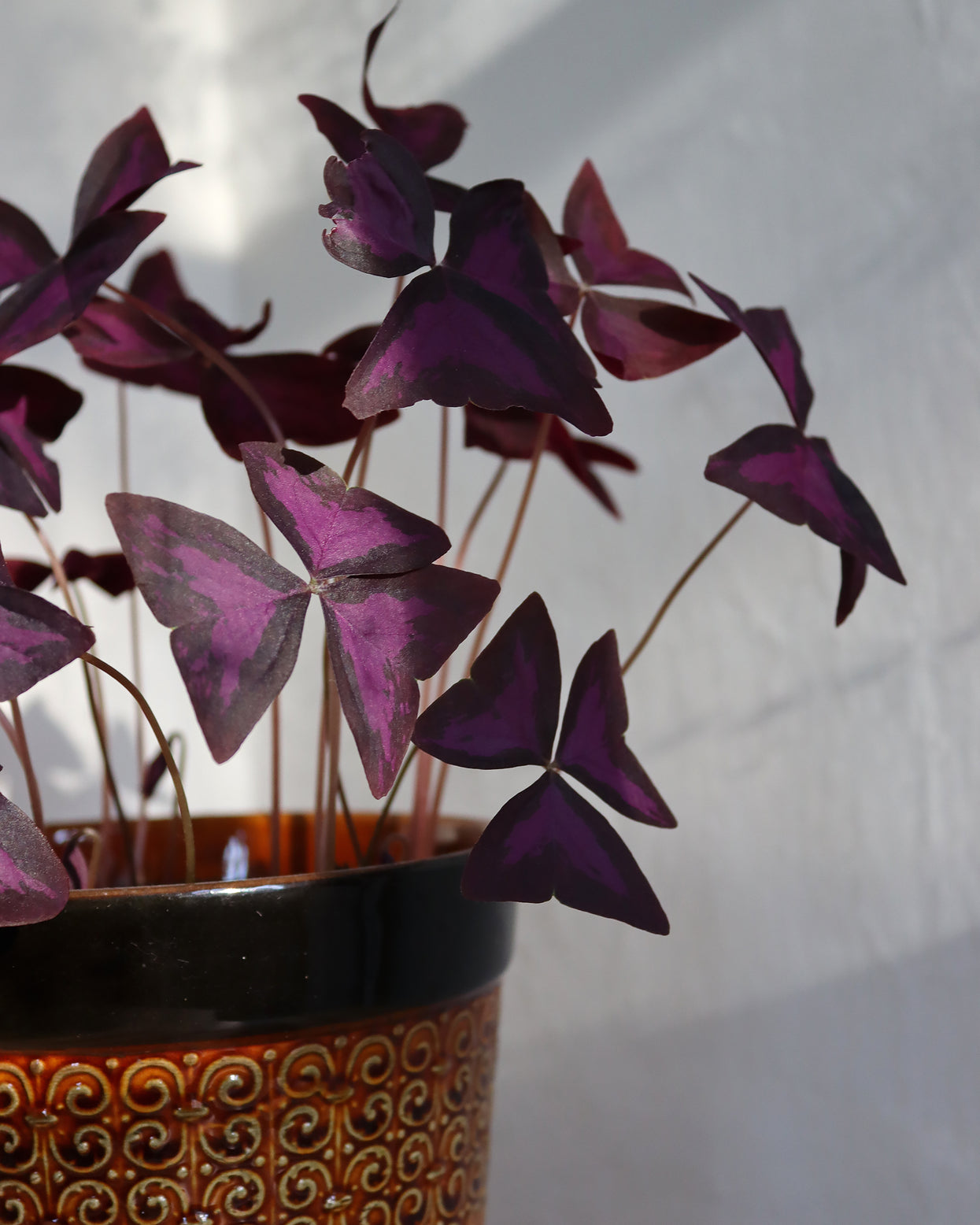 Oxalis triangularis Bulbs — Buy 'Purple Shamrock' online at Farmer Gracy UK