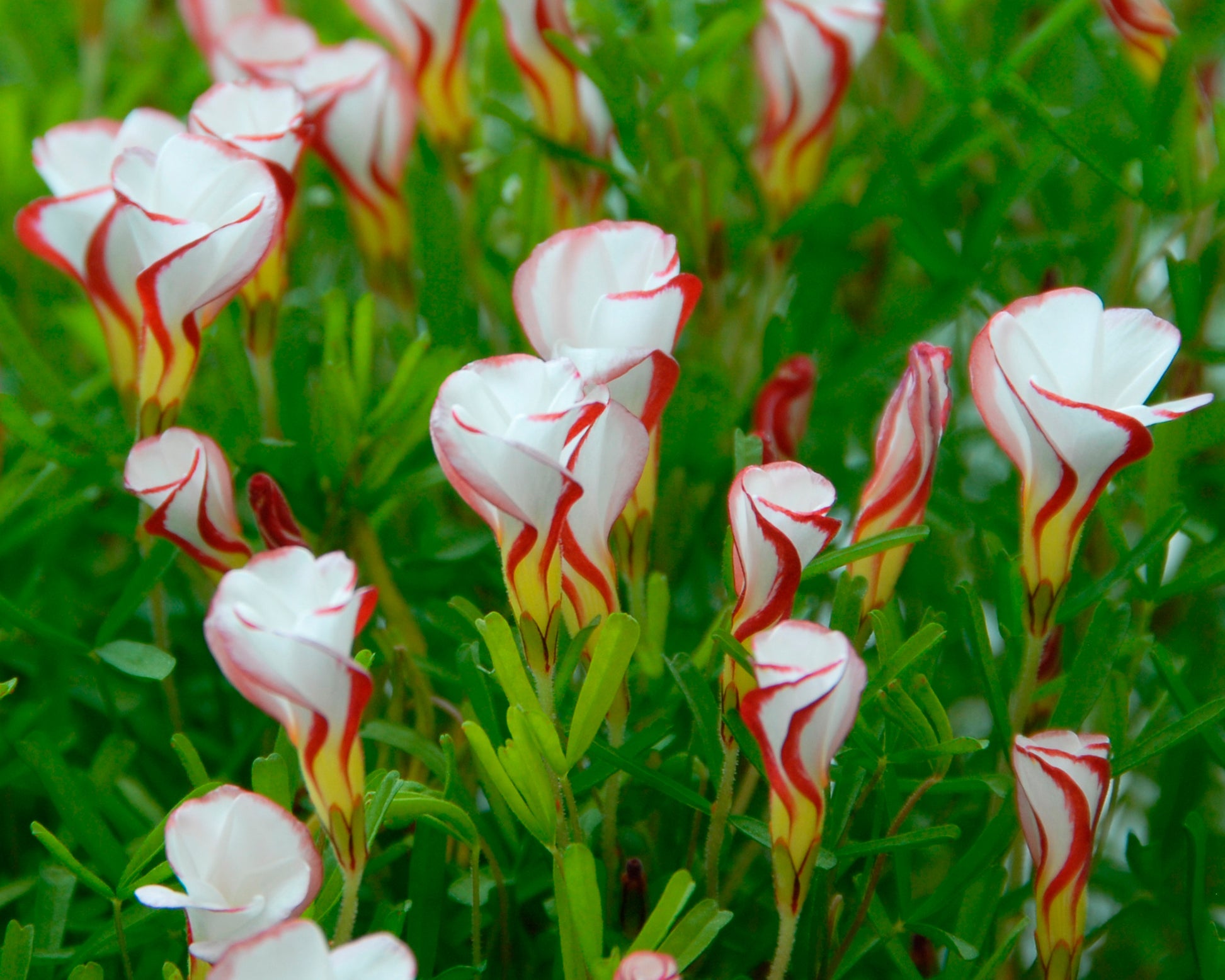 Oxalis versicolor — Buy 'candy cane sorrel' online at Farmer Gracy UK