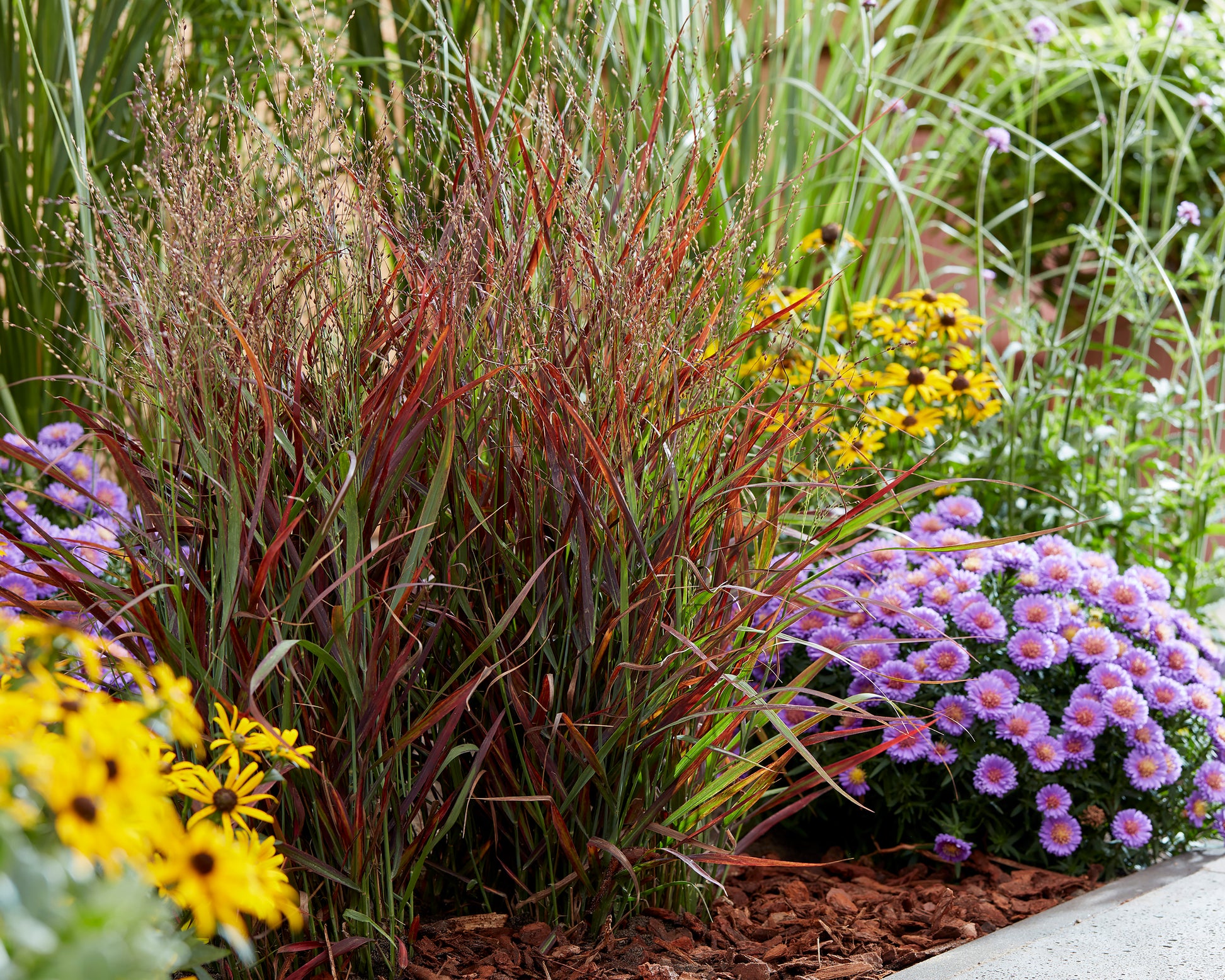 Panicum virgatum 'Hot Rod' bare roots | Buy switch grass online at ...