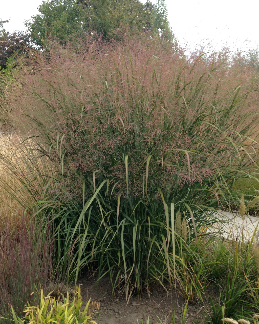 Panicum virgatum 'Thundercloud' bare roots — Buy switch grass online at ...