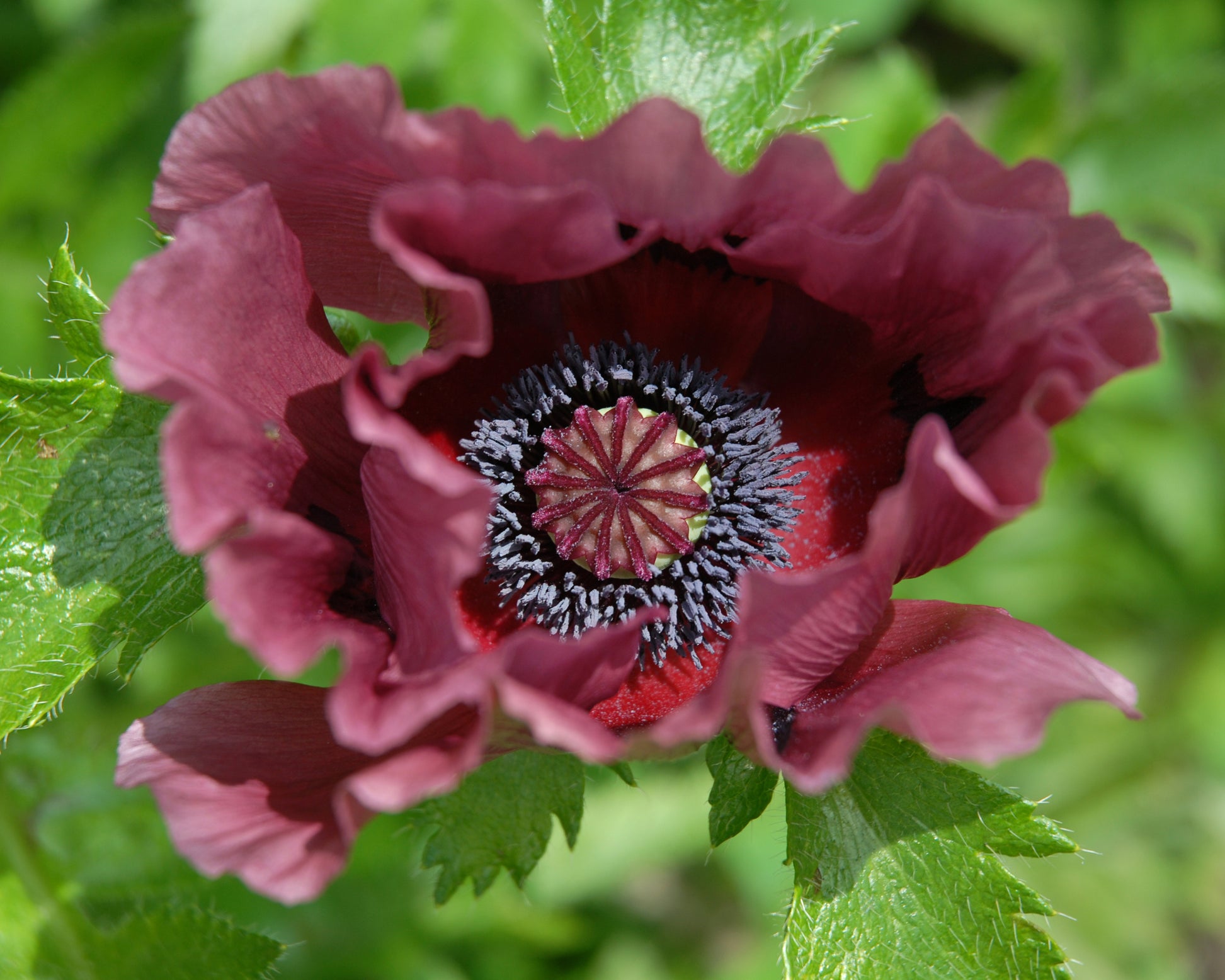 Papaver orientale 'Patty's Plum' bare roots | Buy plum purple oriental ...