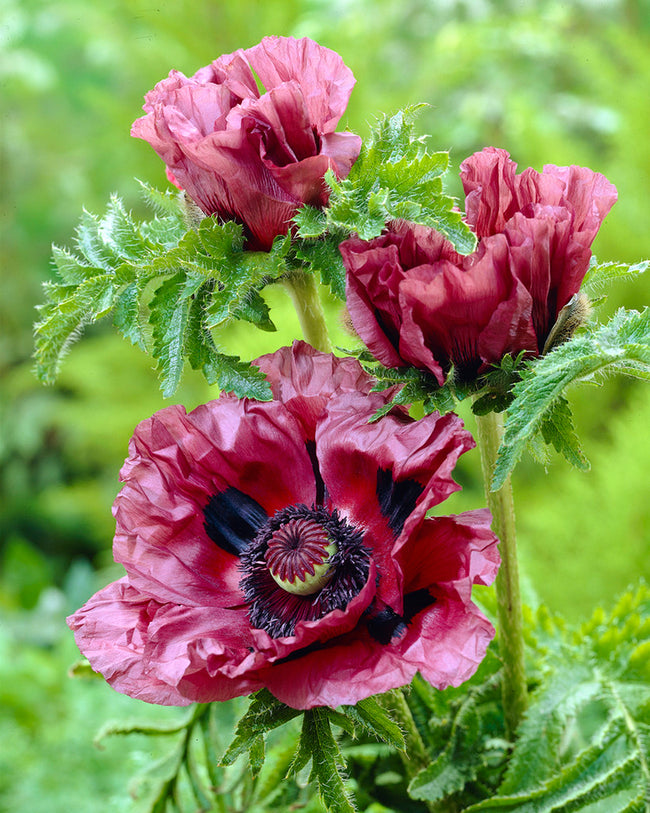 Papaver orientale 'Aglaja' bare roots — Buy coral pink oriental poppies ...