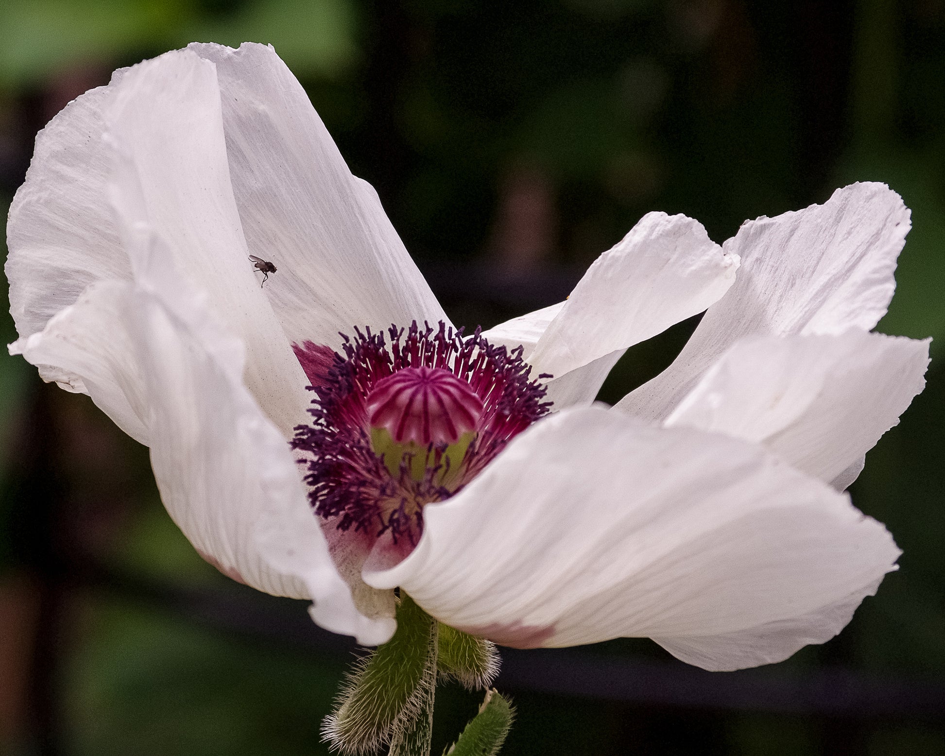 Papaver 'Perry’s White' bare roots — Buy white oriental poppies online ...