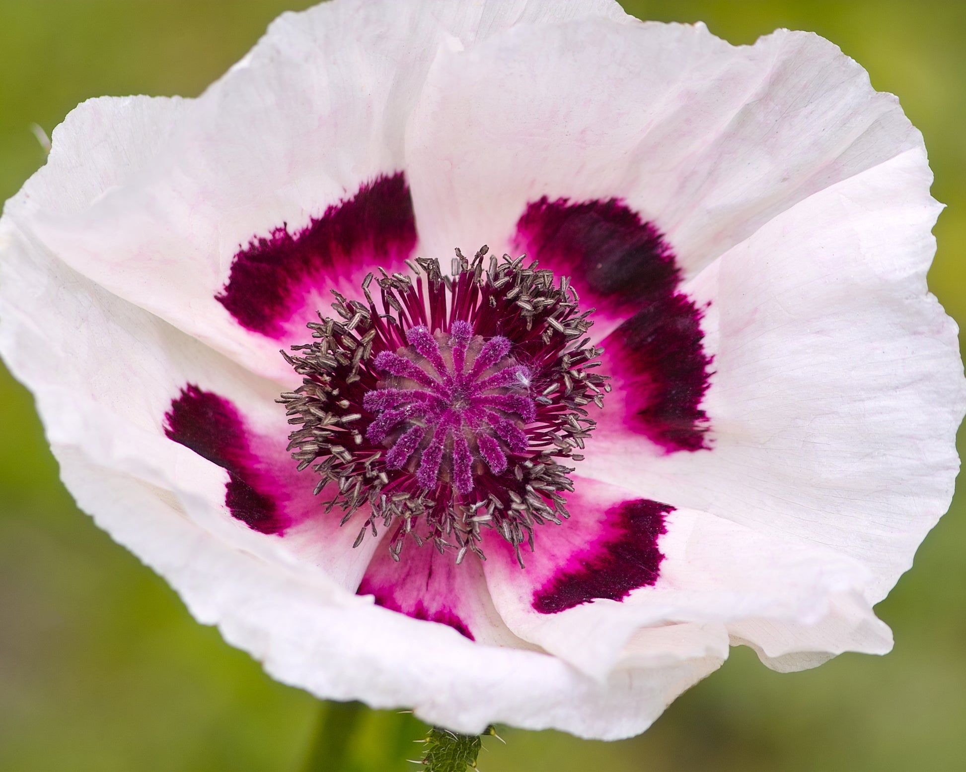 Papaver 'Perry’s White' bare roots — Buy white oriental poppies online ...