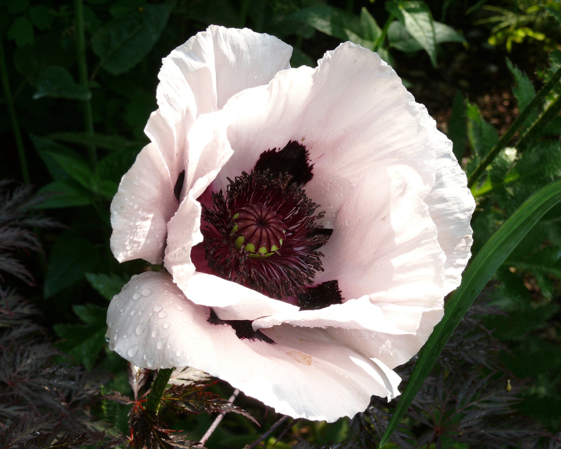 Papaver 'Perry’s White' bare roots — Buy white oriental poppies online ...