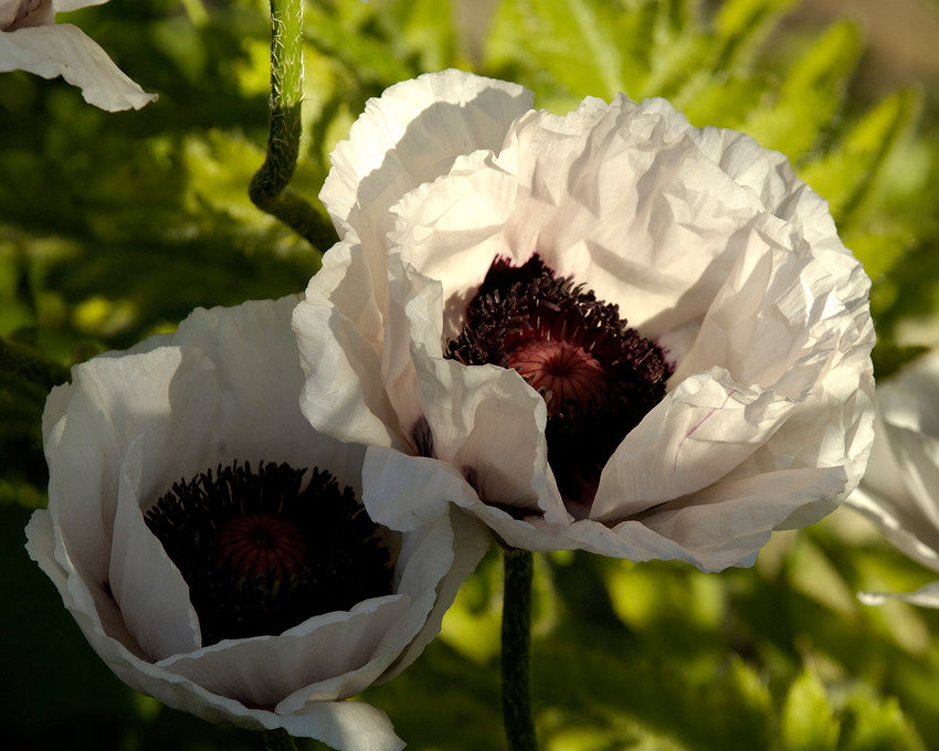 Papaver 'Perry’s White' bare roots — Buy white oriental poppies online ...
