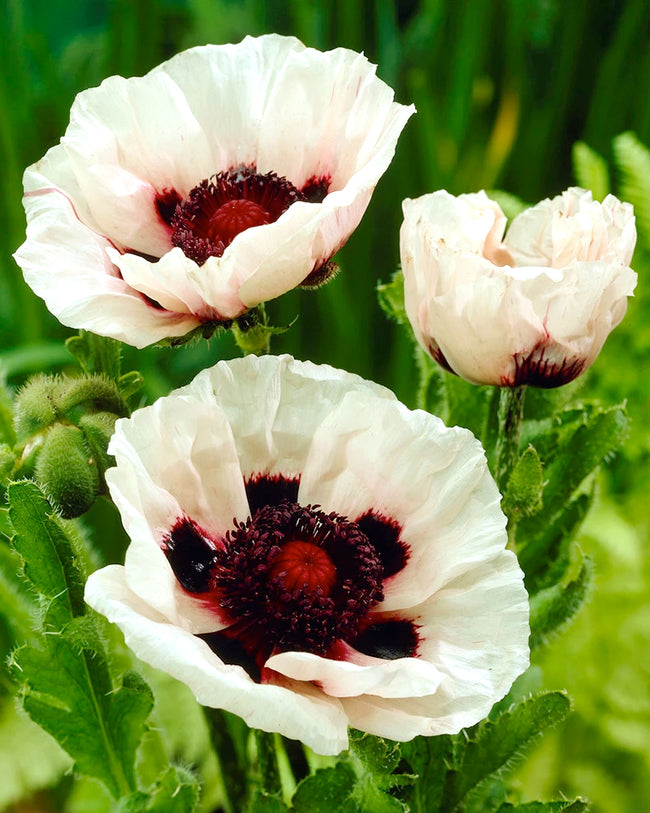 Papaver orientale 'Aglaja' bare roots — Buy coral pink oriental poppies ...