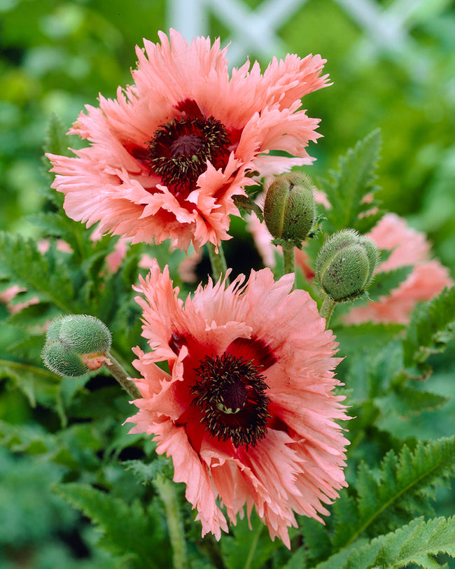 Papaver orientale 'Aglaja' bare roots — Buy coral pink oriental poppies ...
