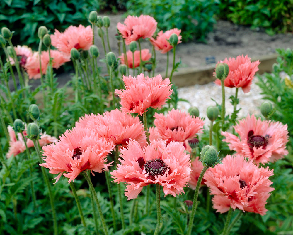 Papaver orientale 'Pink Ruffles' bare roots — Buy salmon pink oriental ...