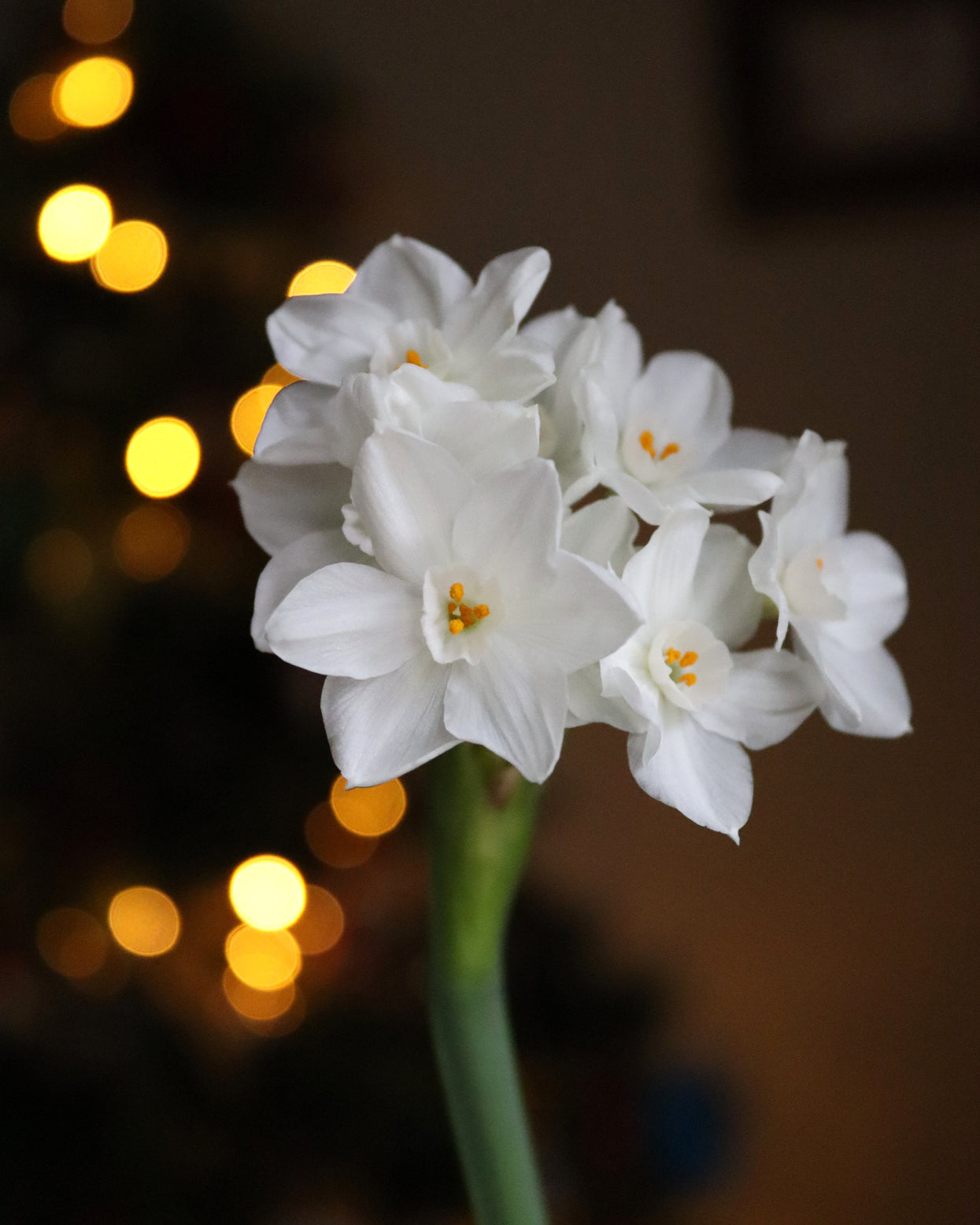 Narcissus tazetta 'Paperwhite' bulbs — Buy paperwhites online at Farmer ...