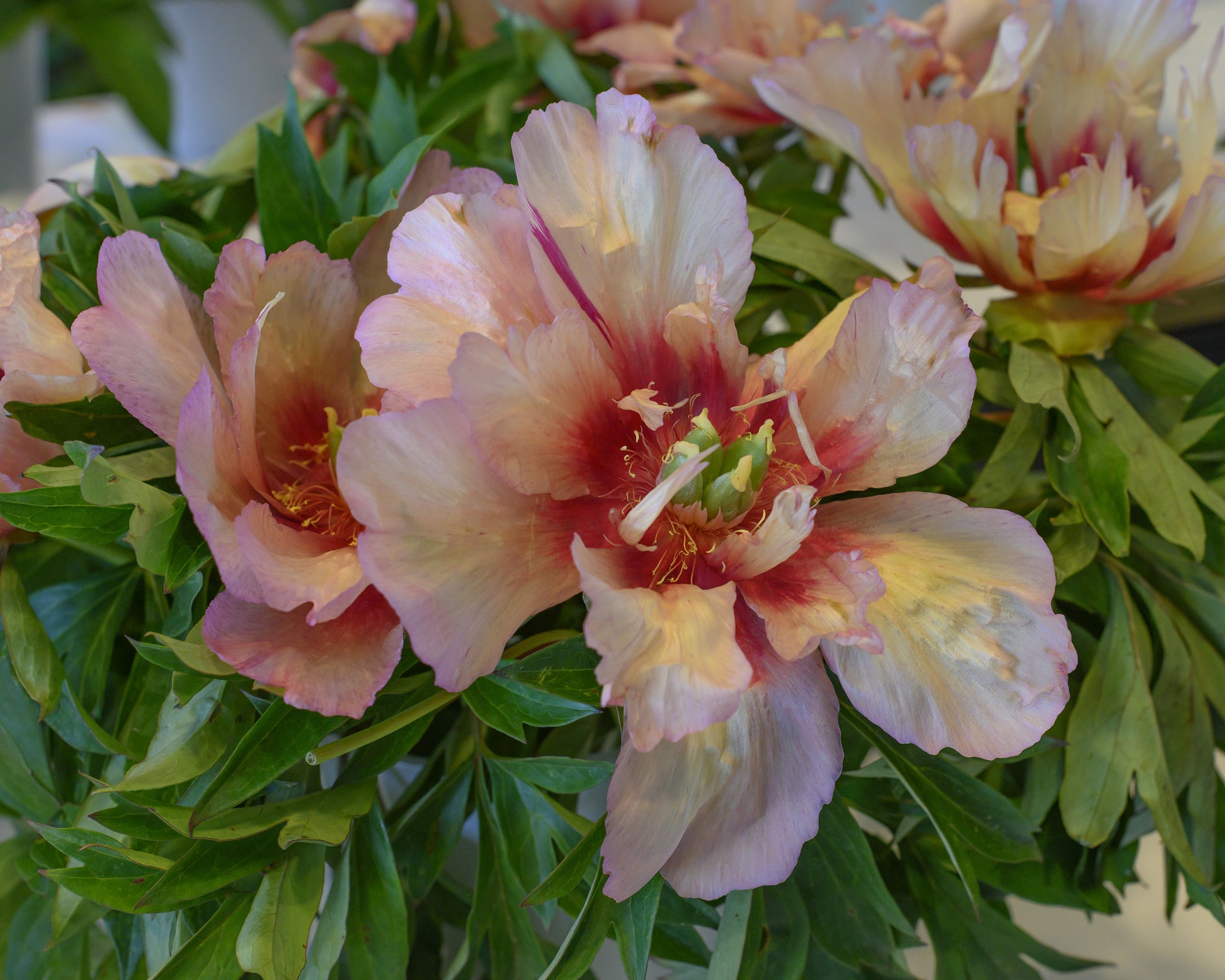 Paeonia 'Callie's Memory' bare roots — Buy Itoh peonies online at ...