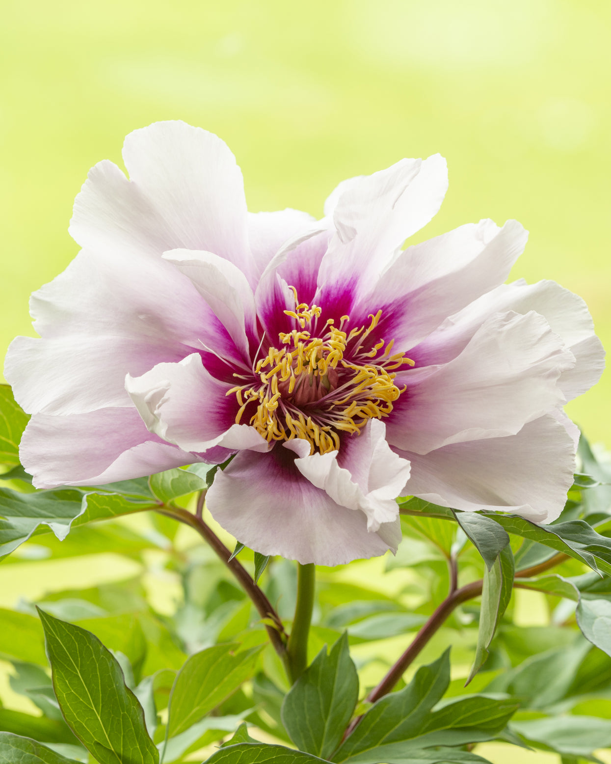 Paeonia 'Cora Louise' bare roots | Buy Itoh peonies online at Farmer ...