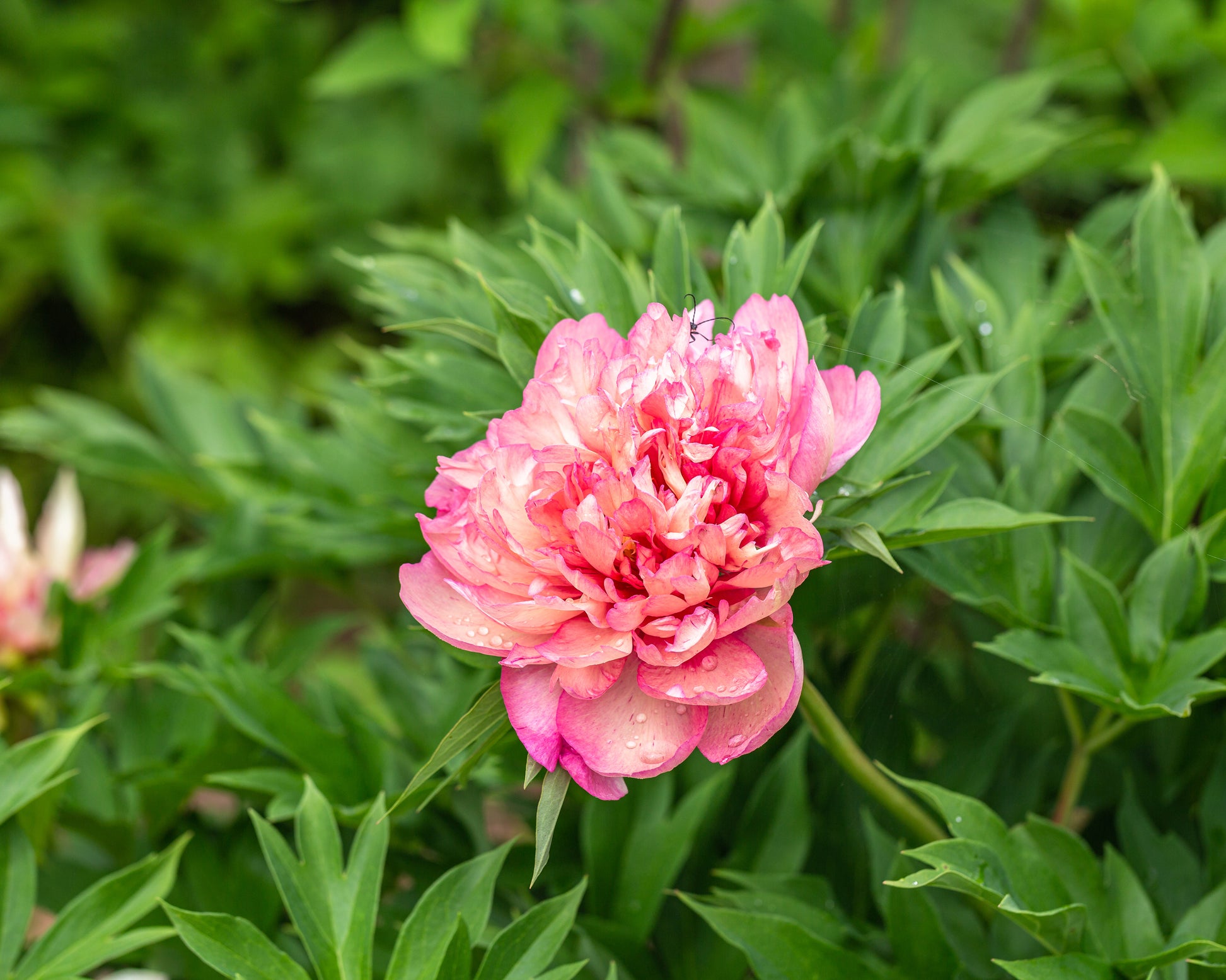 Paeonia 'Hillary' bare roots — Buy Itoh peonies online at Farmer Gracy UK