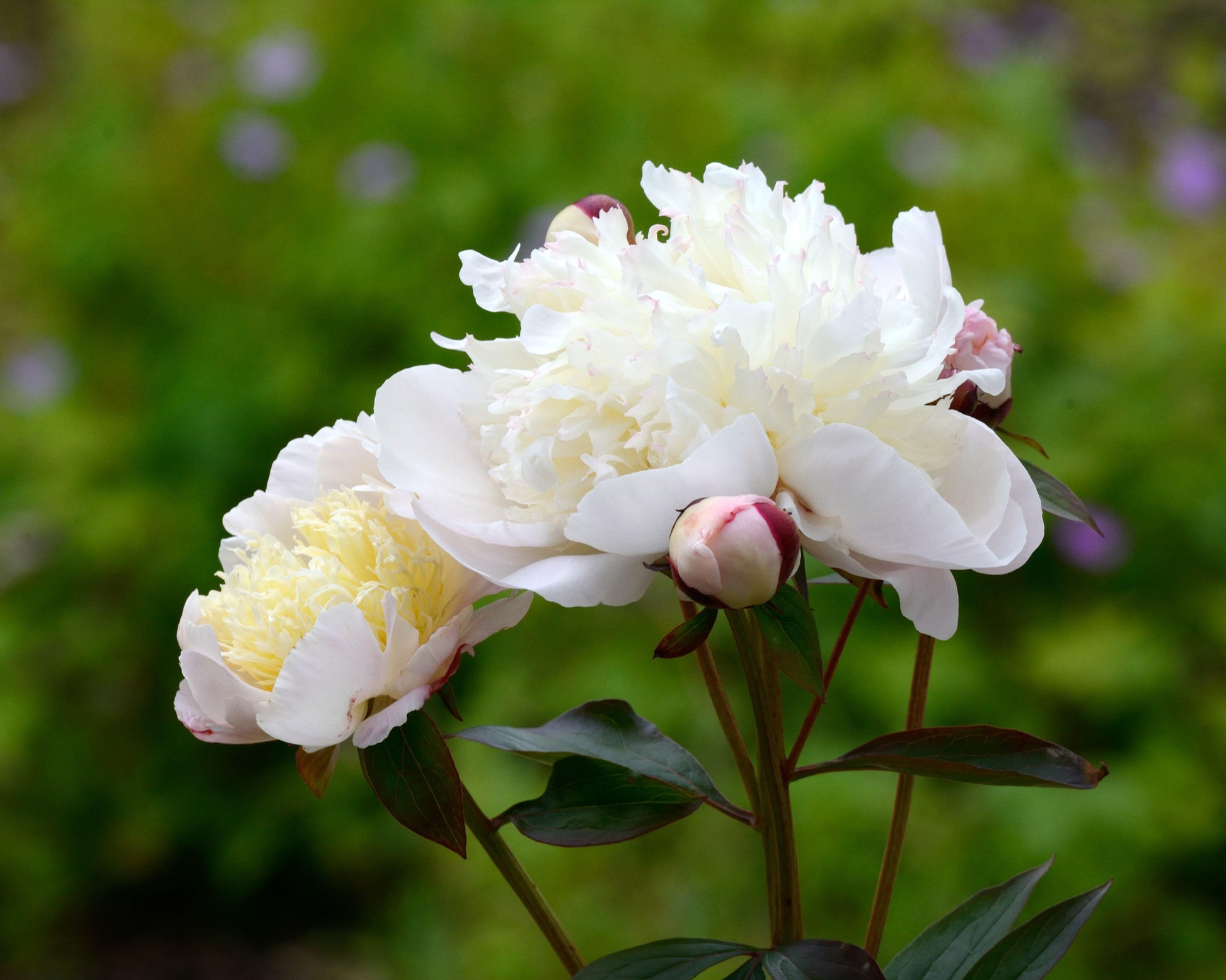 Paeonia 'Immaculée' bare roots — Buy pale pink peonies online at Farmer ...