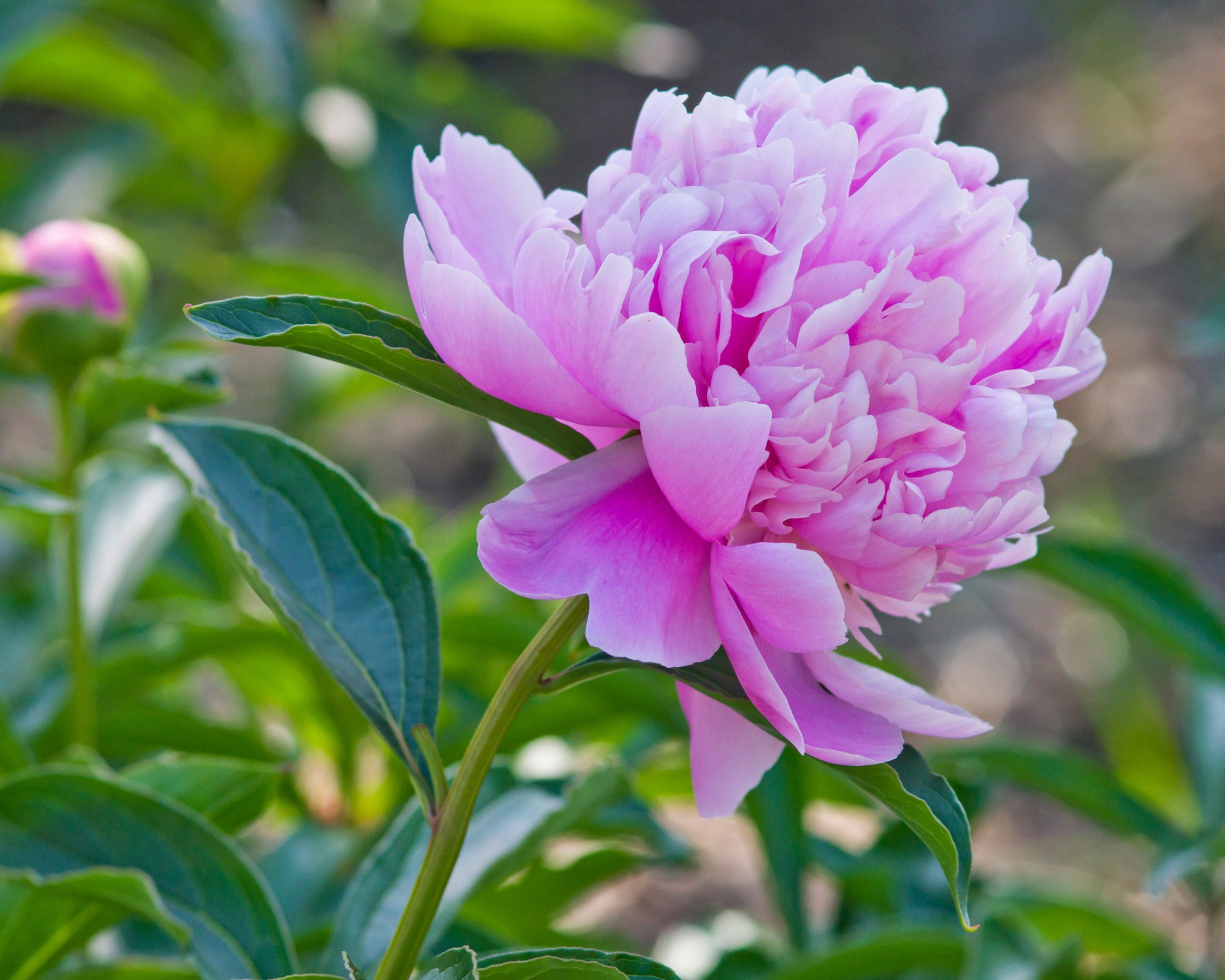Paeonia 'Sarah Bernhardt' bare roots | Buy pink peonies online at ...
