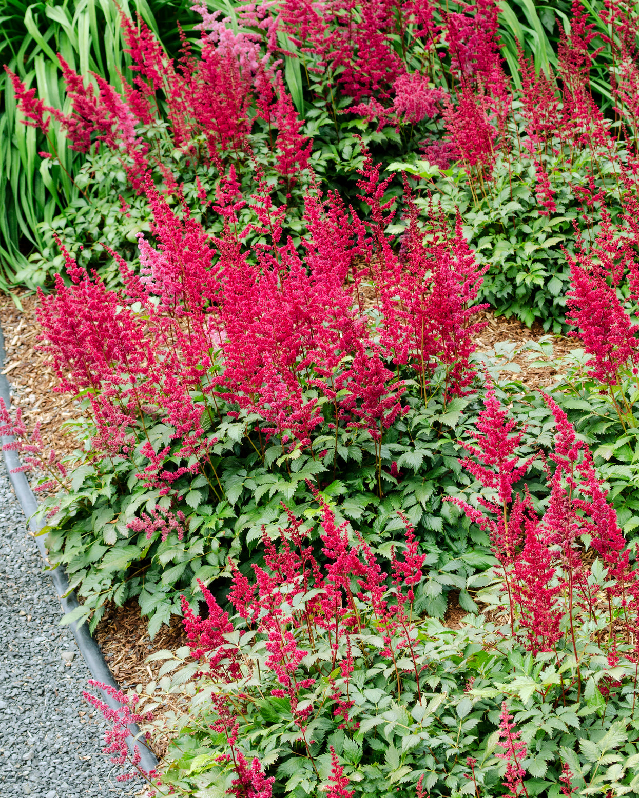 Astilbe arendsii 'Fanal' bare roots | Buy red Astilbe online at Farmer ...