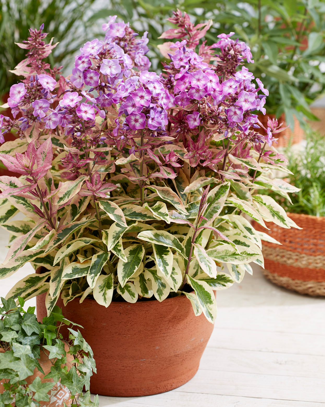 Phlox paniculata 'Olympus' bare roots — Buy perennial phlox online at ...