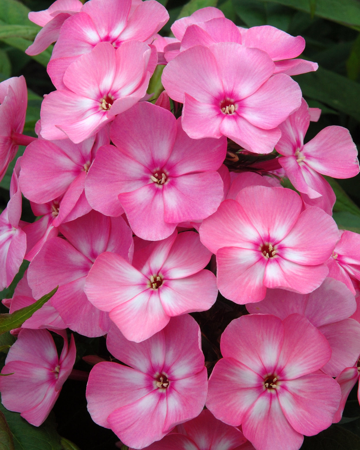 Phlox paniculata 'Sweet Summer Candy' bare roots — Buy online at Farmer ...