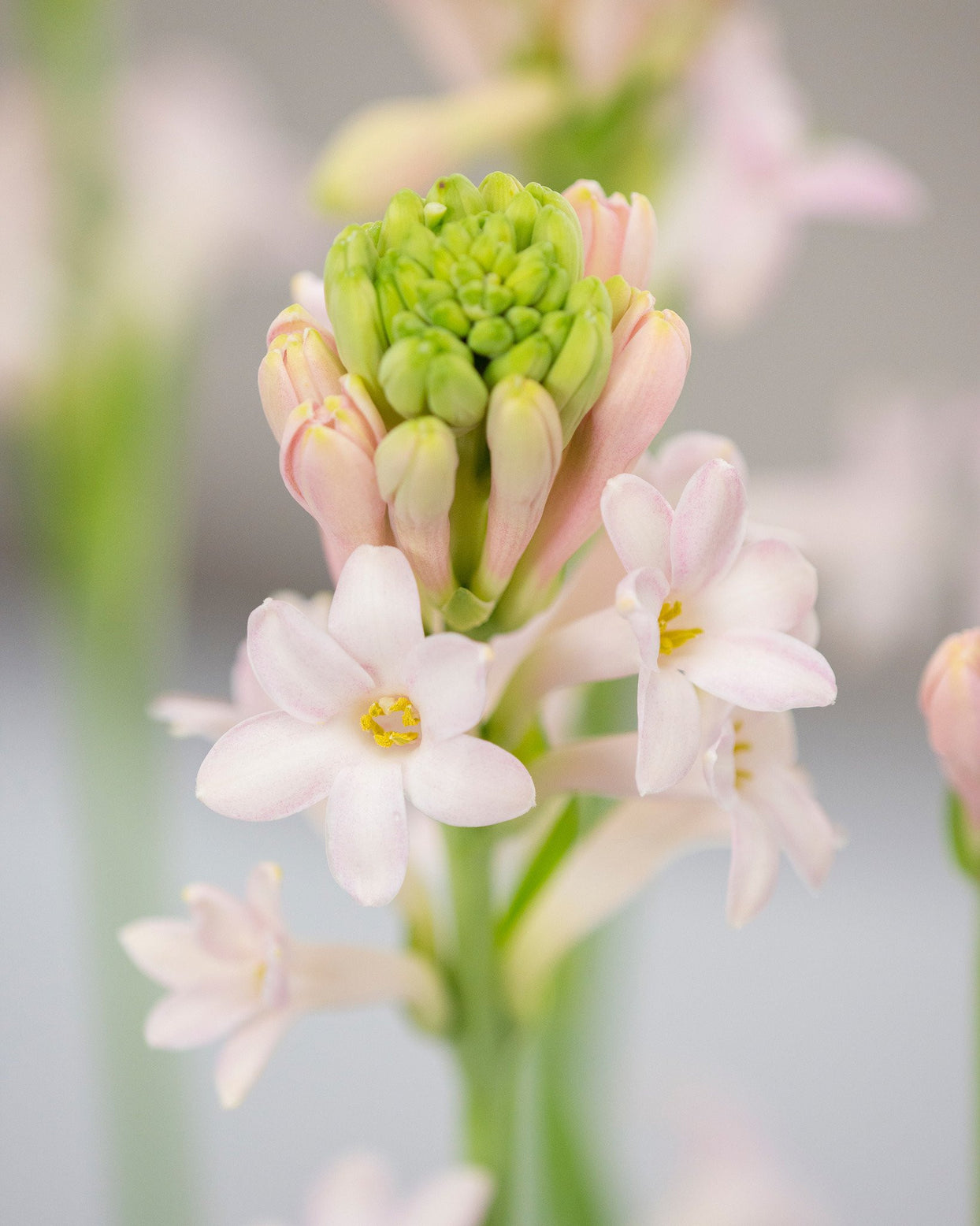 Polianthes tuberosa 'Sensation' Bulbs | Buy pink Tuberoses online at ...
