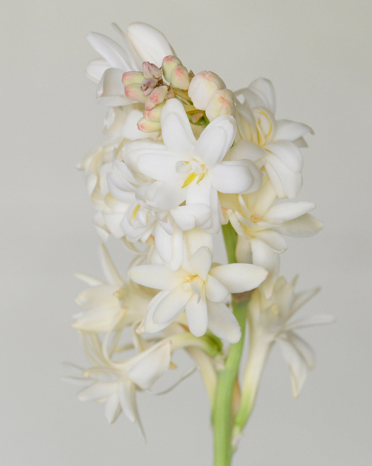 Polianthes tuberosa 'The Pearl' bulbs | Buy white double tuberoses ...